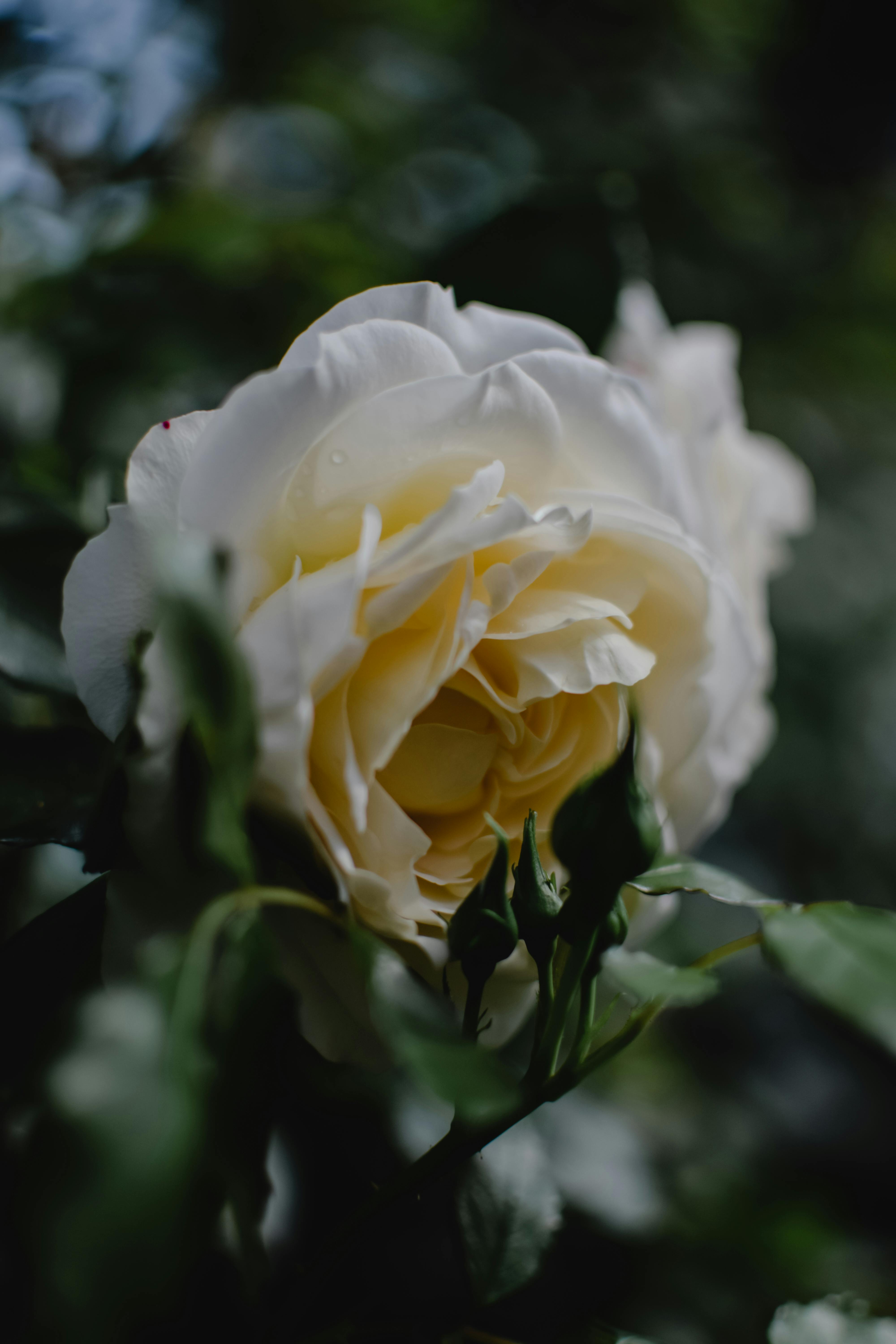 Close-Up Shot of a White Rose in bloom · Free Stock Photo