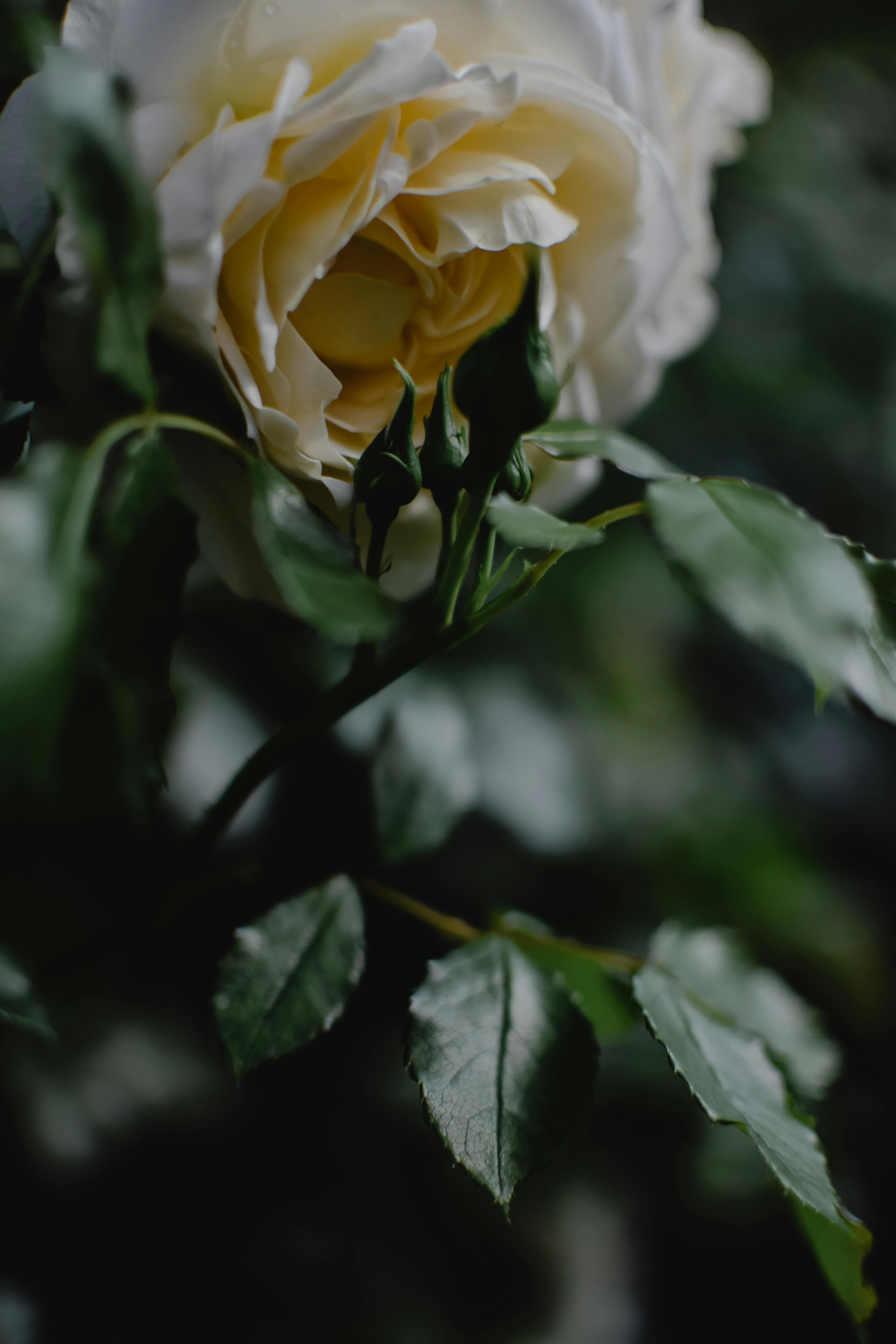 Close-up Shot of a Rose Flower Behind the Flower Buds · Free Stock Photo