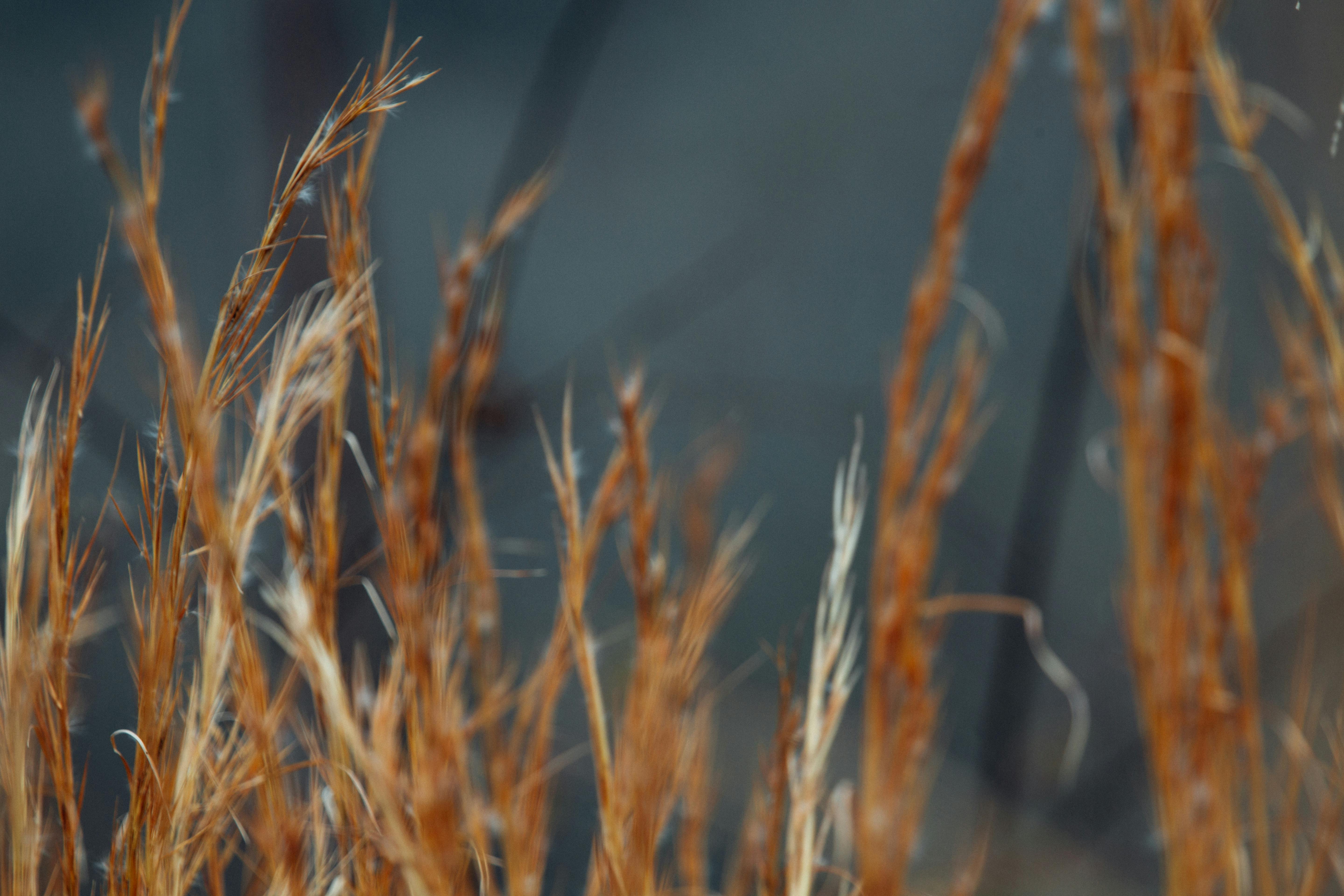 Faded flowers on sprigs in autumn garden · Free Stock Photo