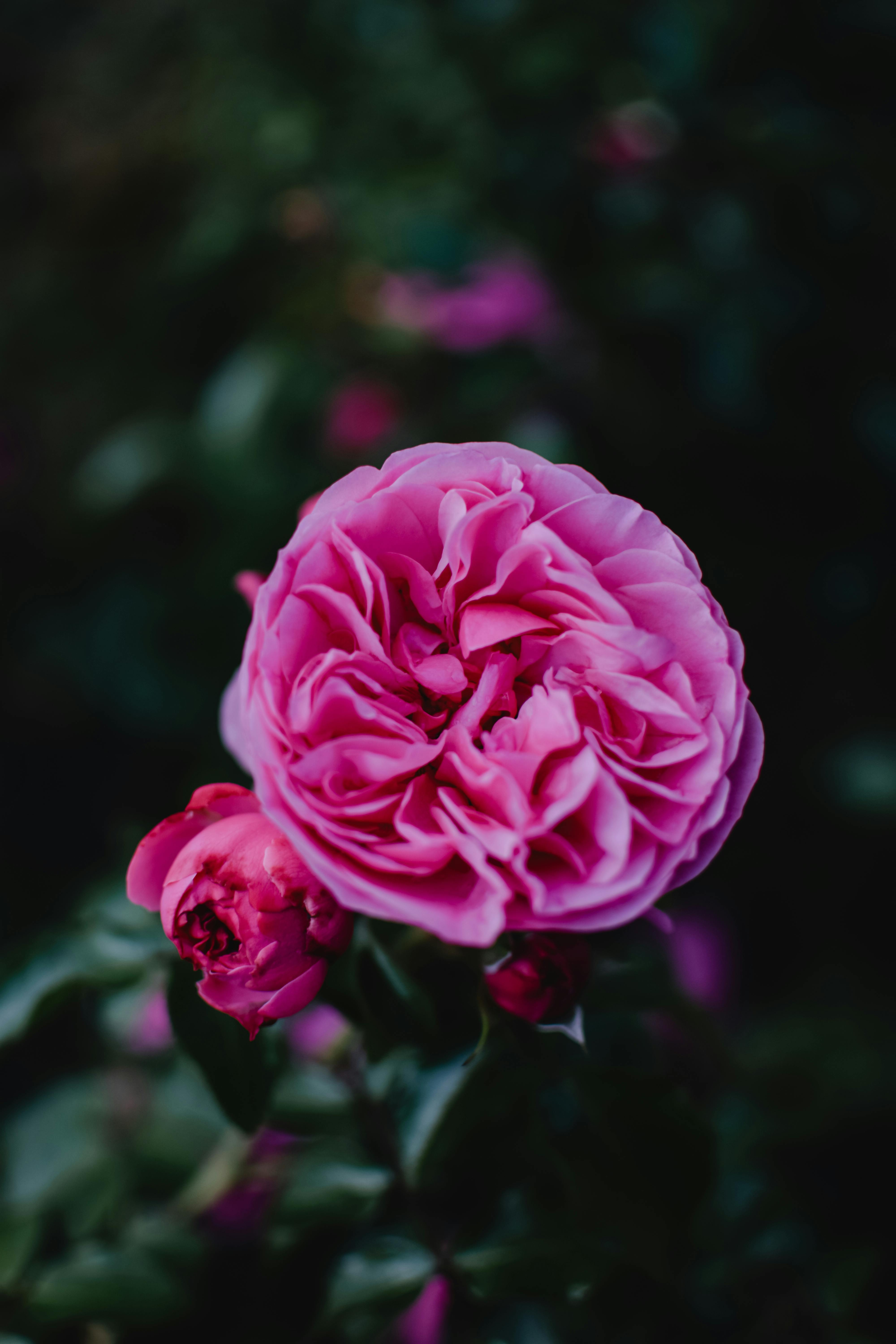 100,000+ Best One Flower Photos · 100% Free Download · Pexels Stock Photos