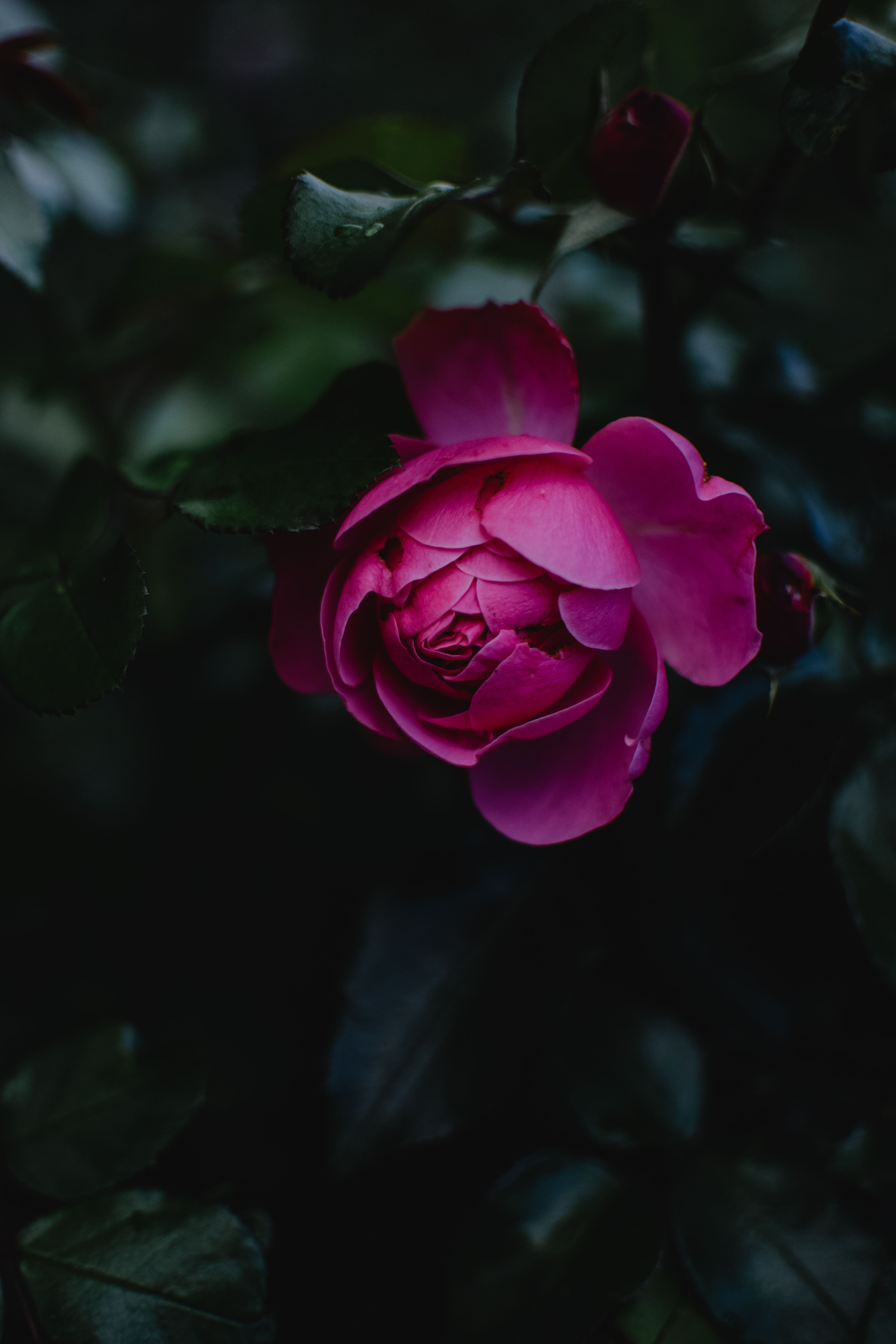 Close-Up Shot of a Pink Rose · Free Stock Photo
