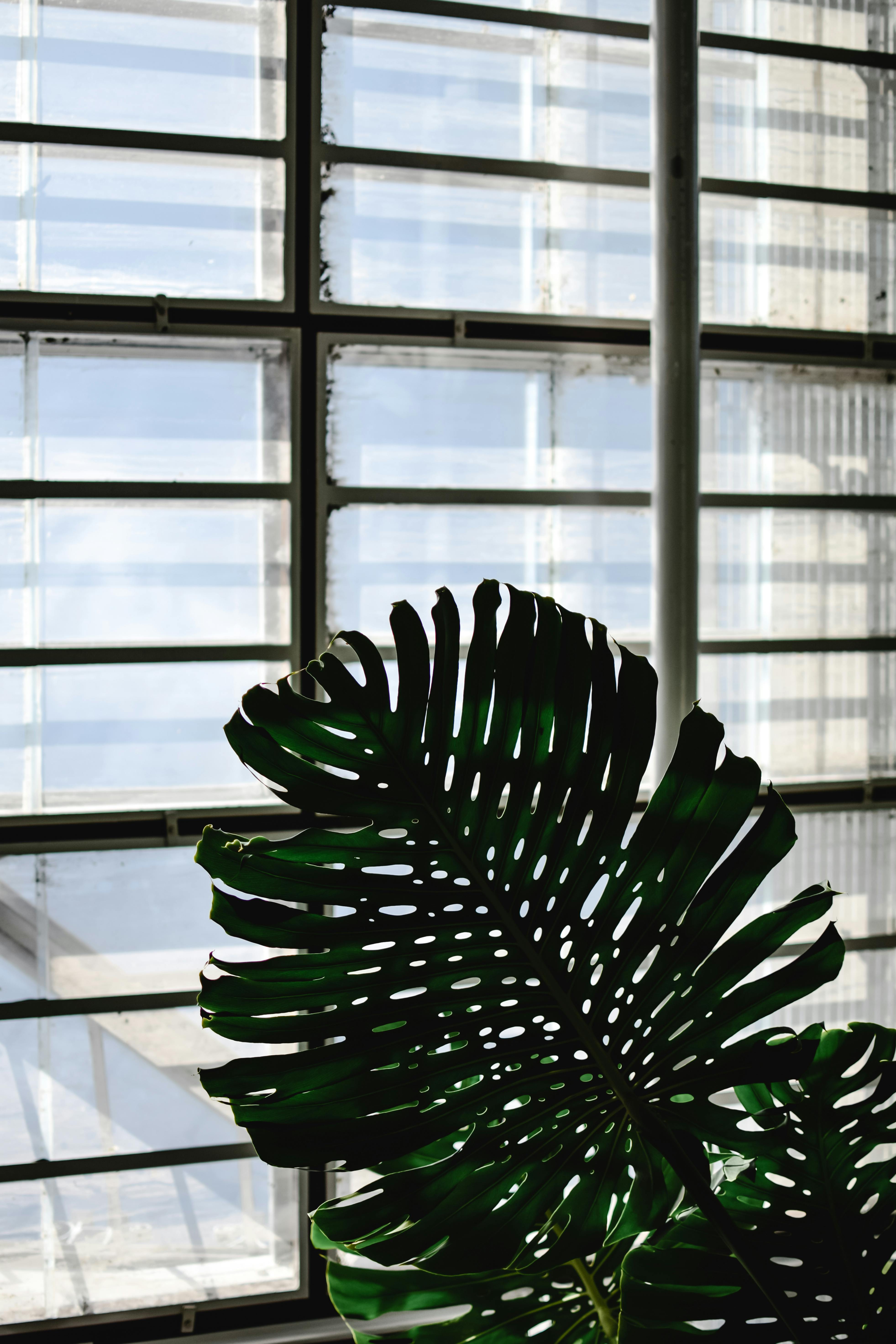 Green Leaf Plant Against White Venetian Window Blinds · Free Stock Photo