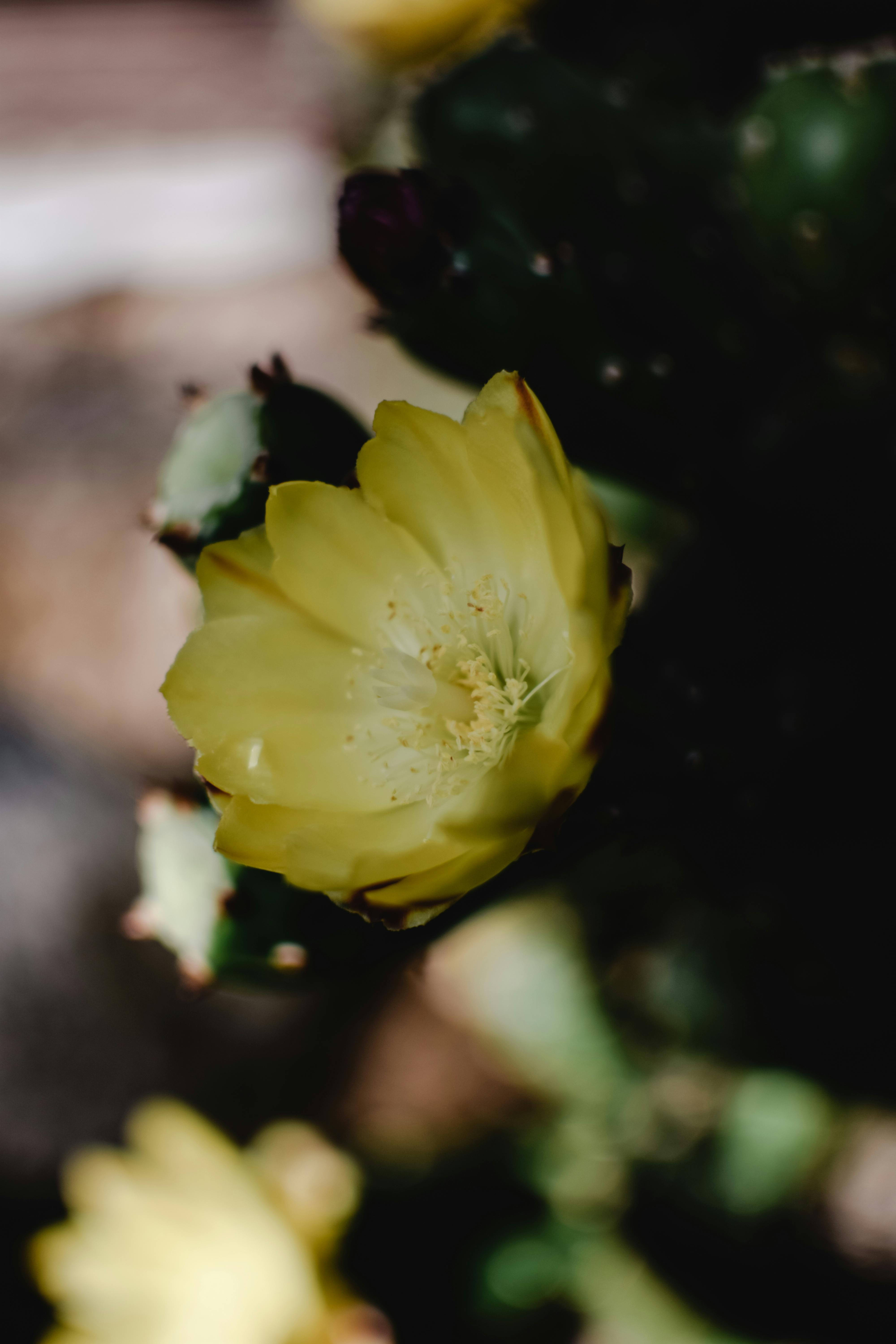 Yellow Flower in Close-up Photography · Free Stock Photo
