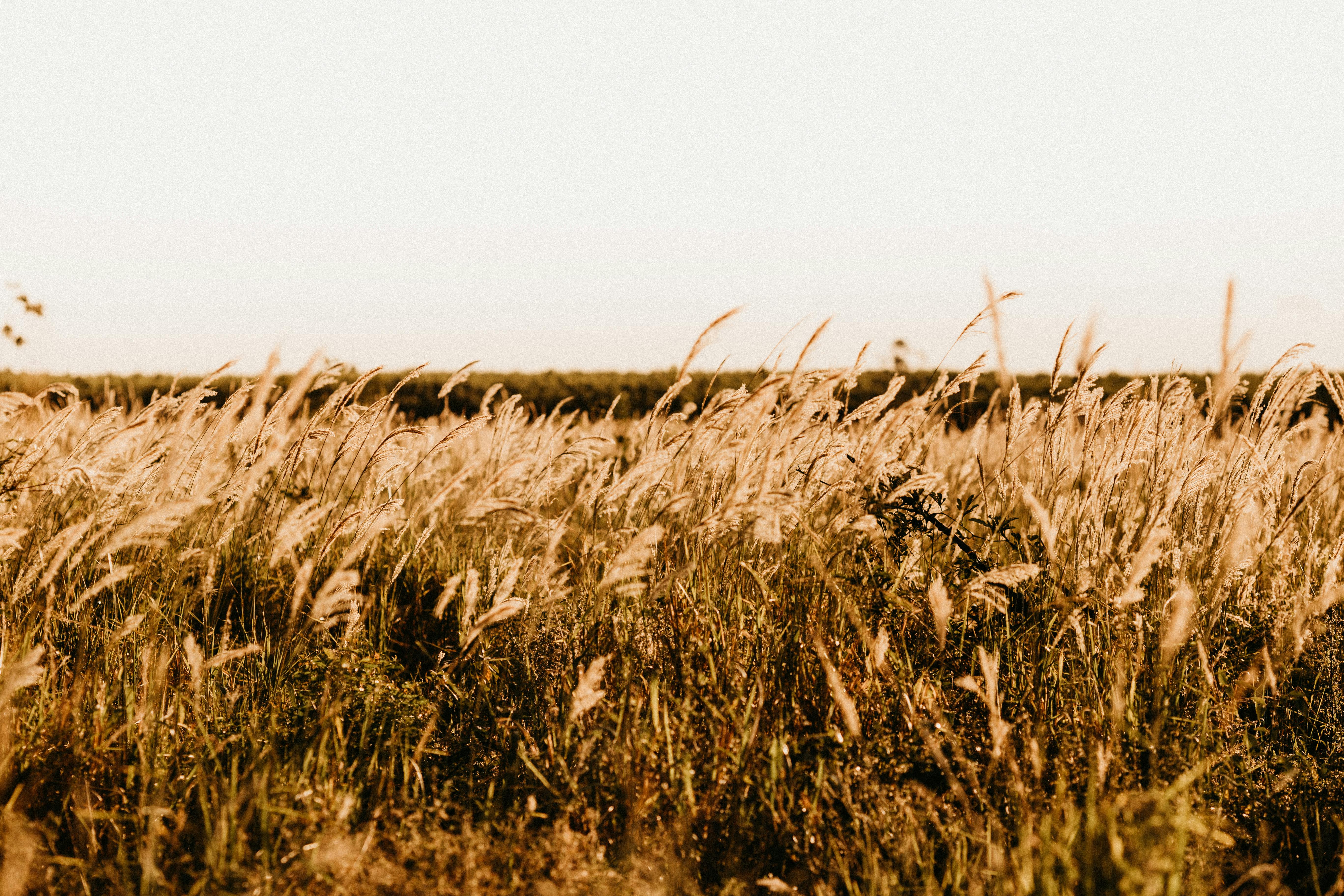 Dry grass on meadow in countryside · Free Stock Photo