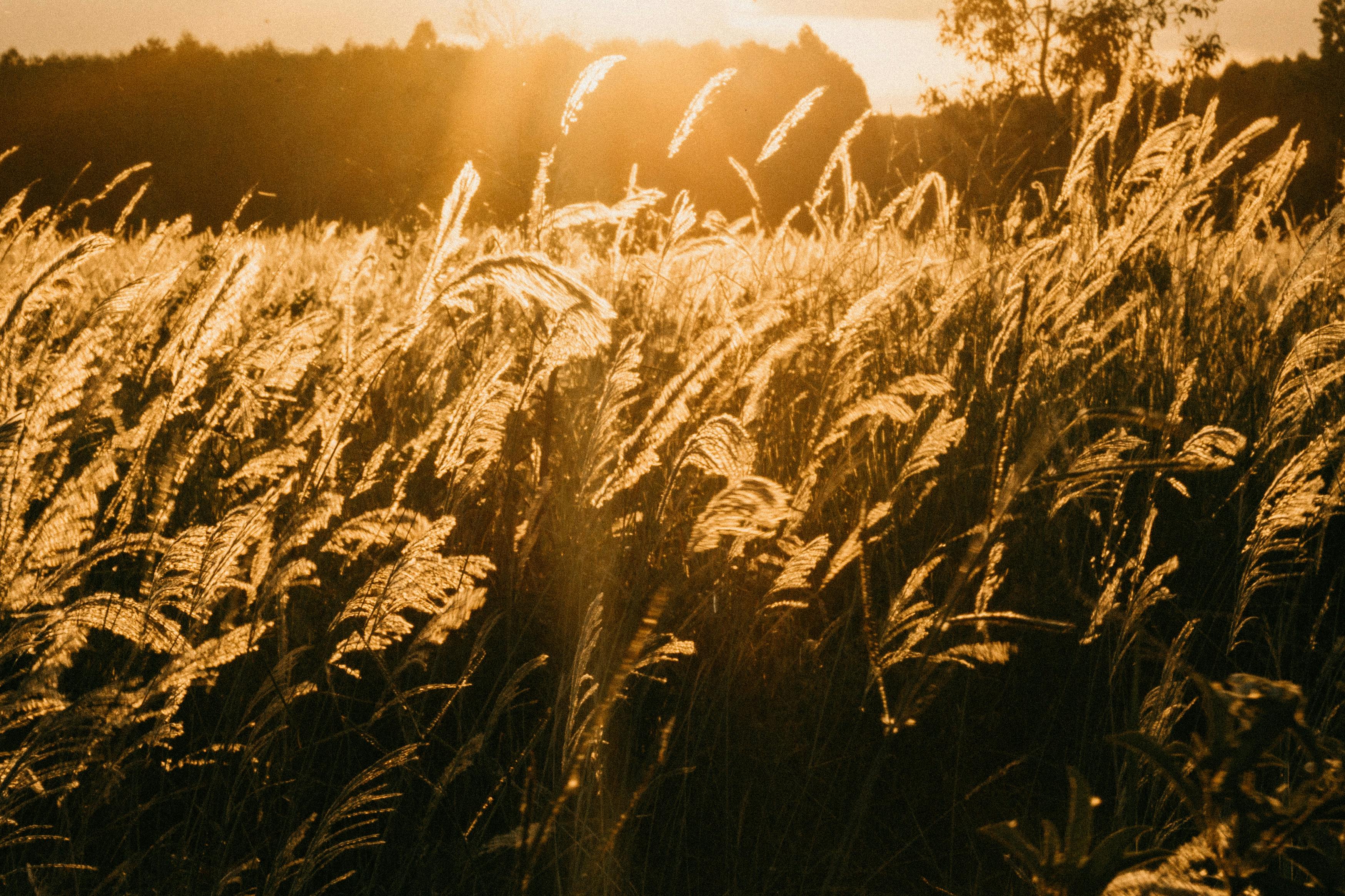 Dry grassy field in nature near trees · Free Stock Photo