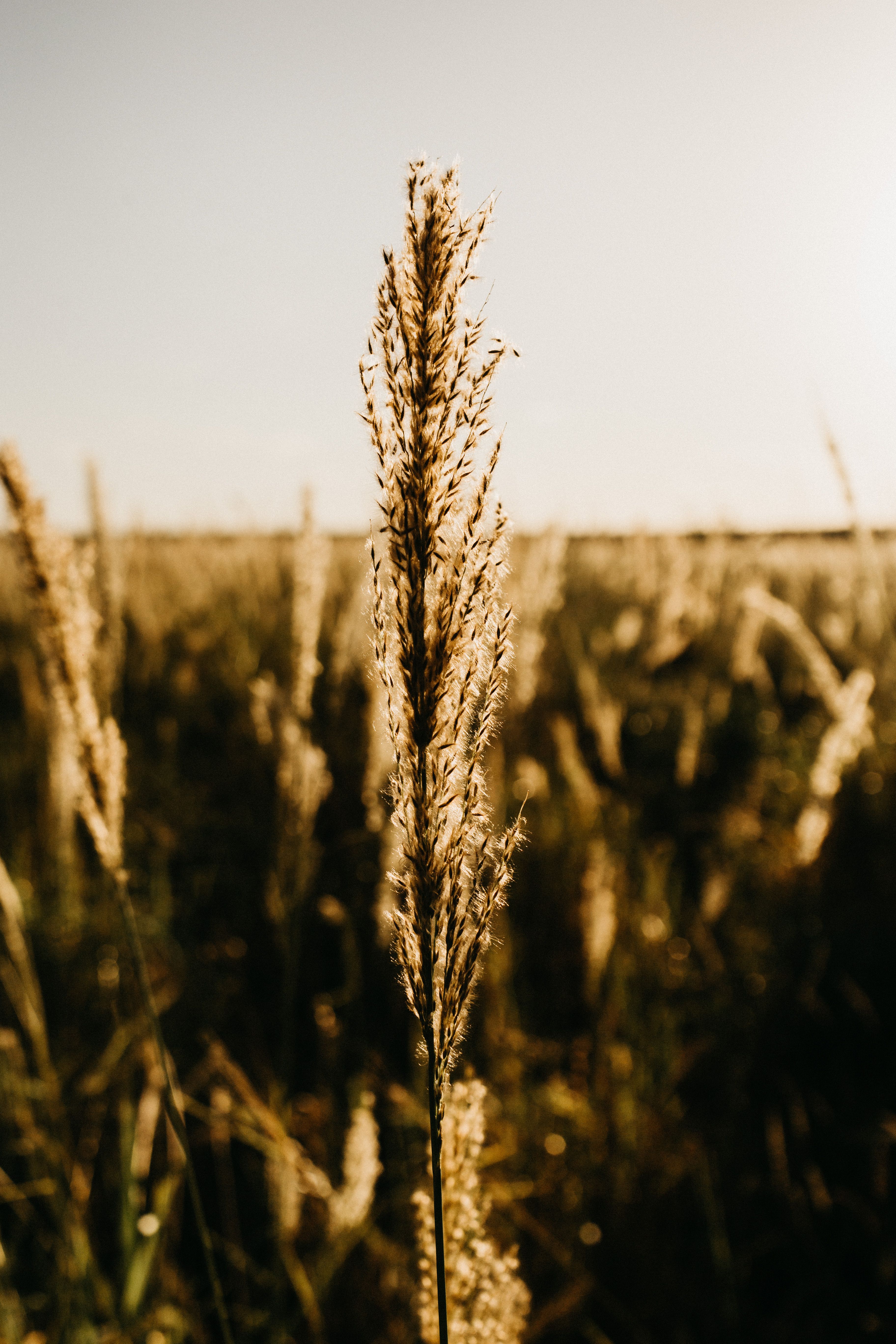 Tall grass with fluffy inflorescence in nature under cloudless sky ...