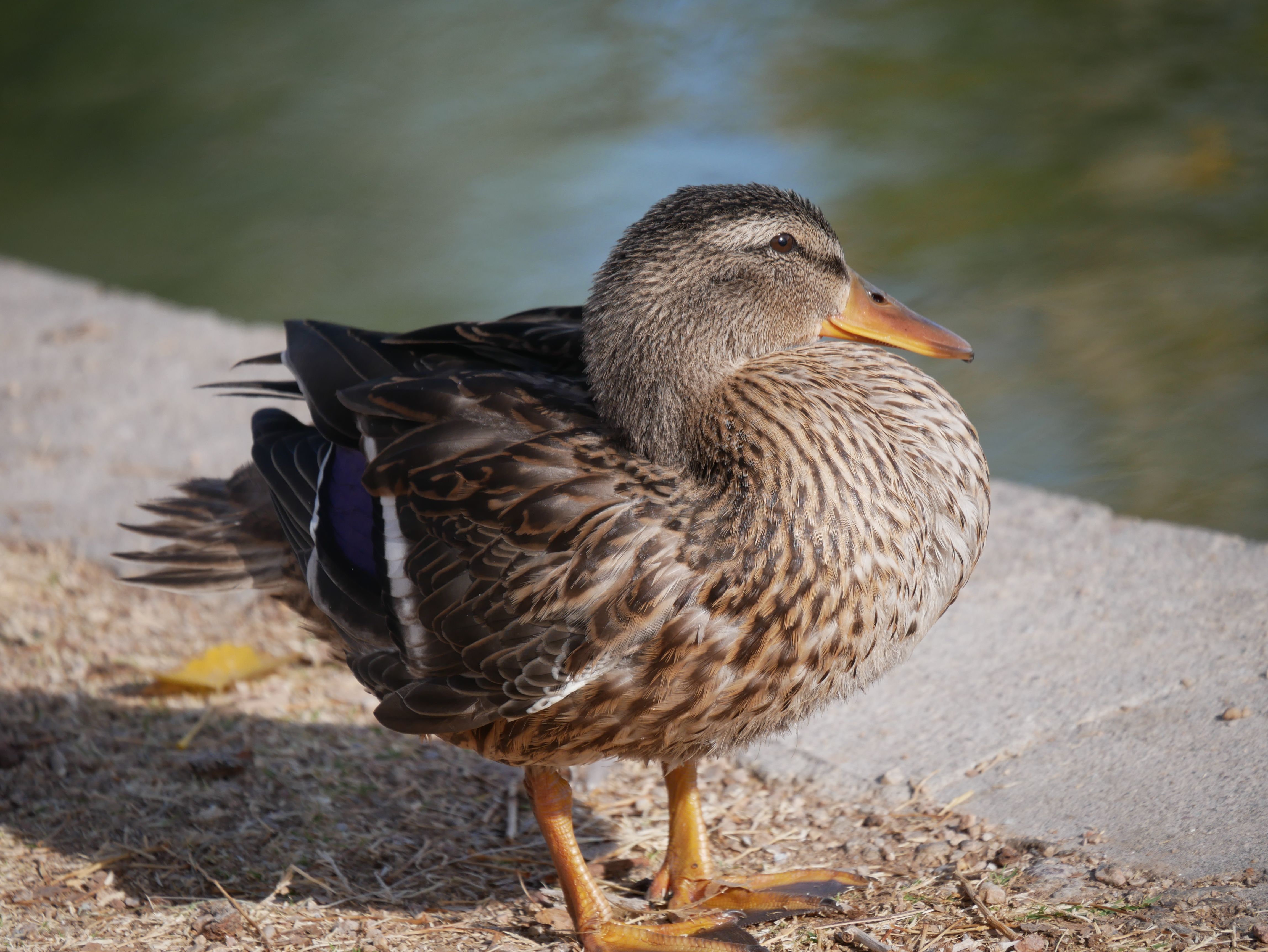 Brown Mallard Duck on Water · Free Stock Photo