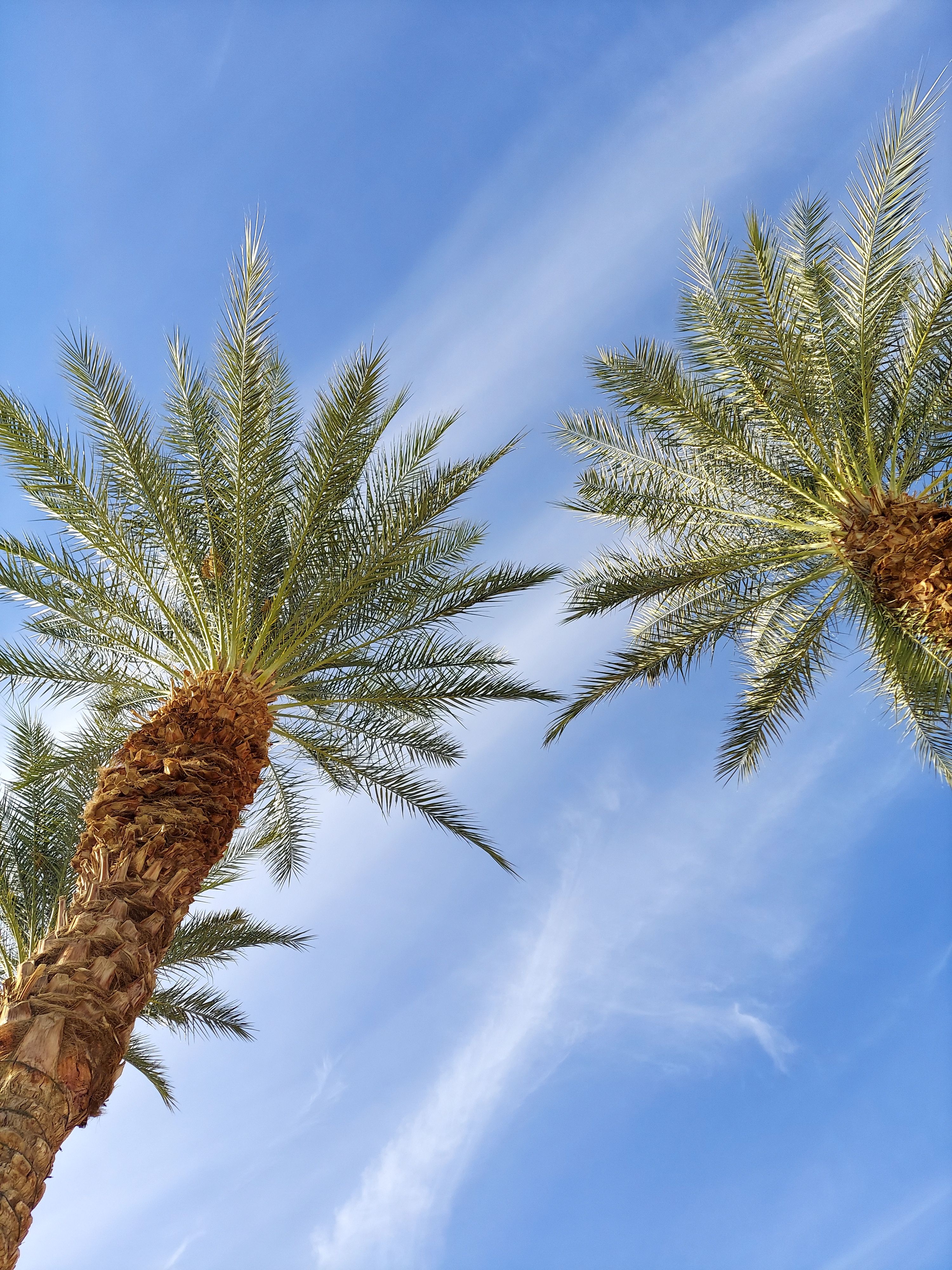 Low Angle View of Three Palm Trees during Sunset · Free Stock Photo