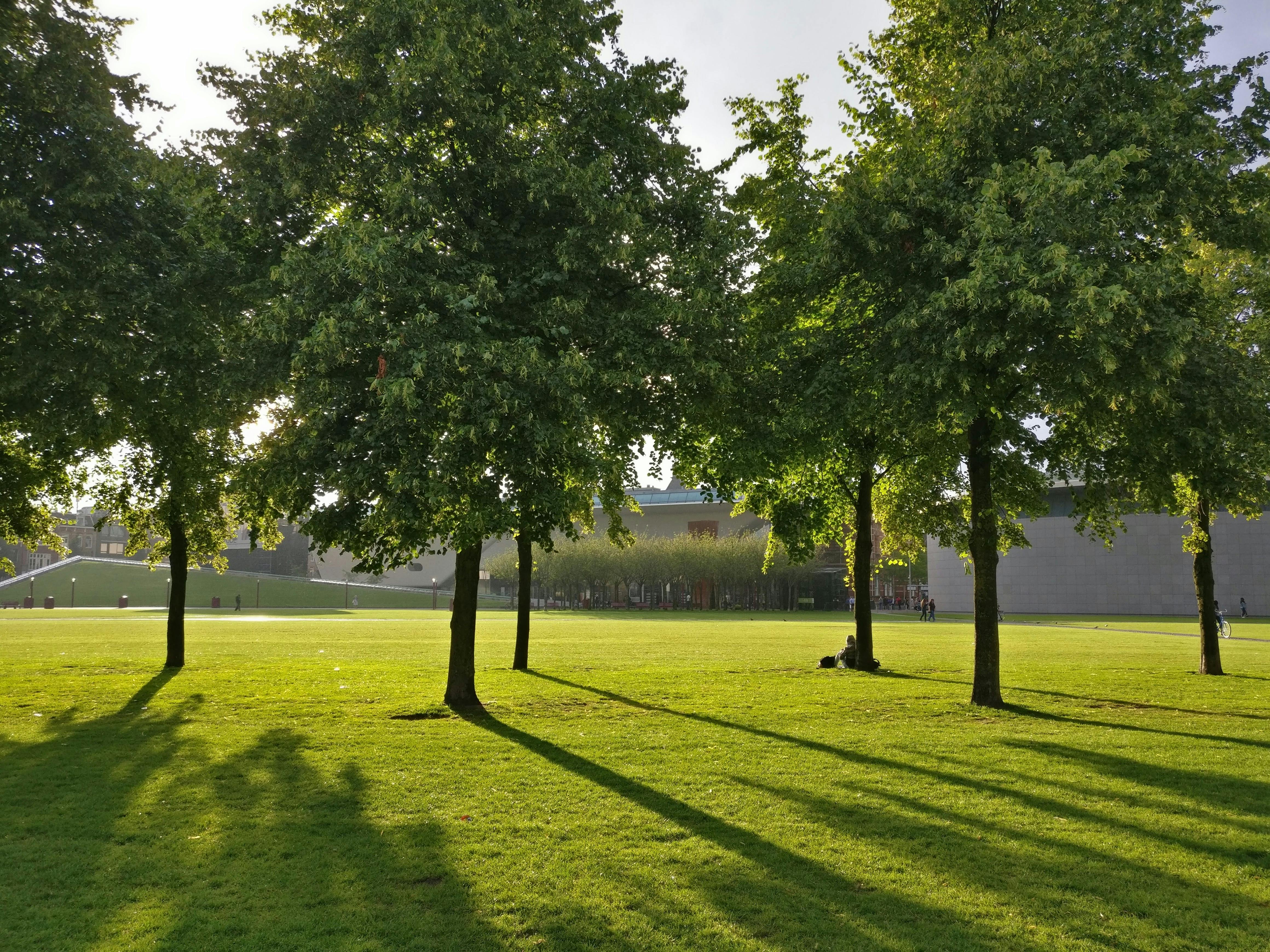 Trees in Park · Free Stock Photo