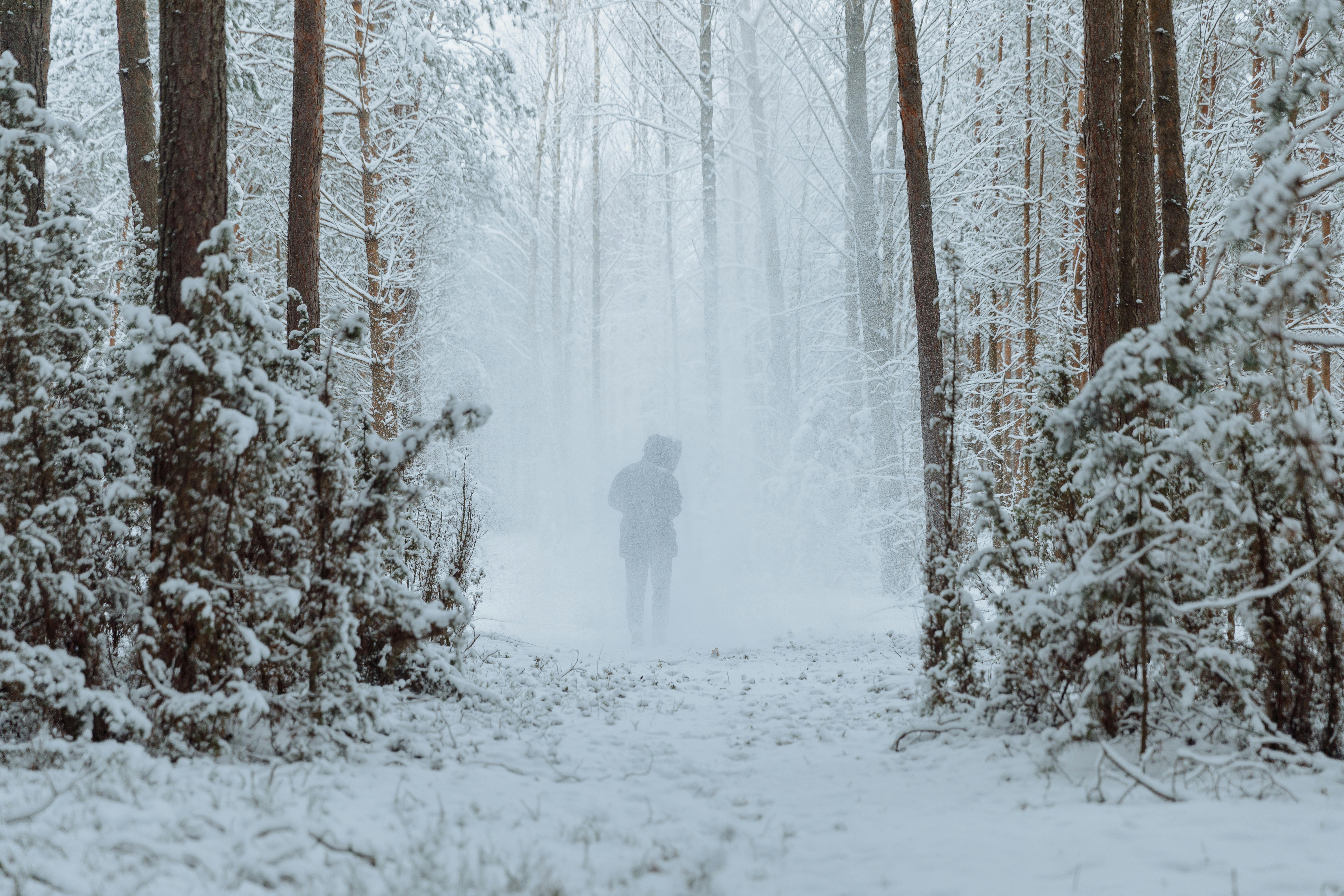 A Person Standing in the Forest · Free Stock Photo