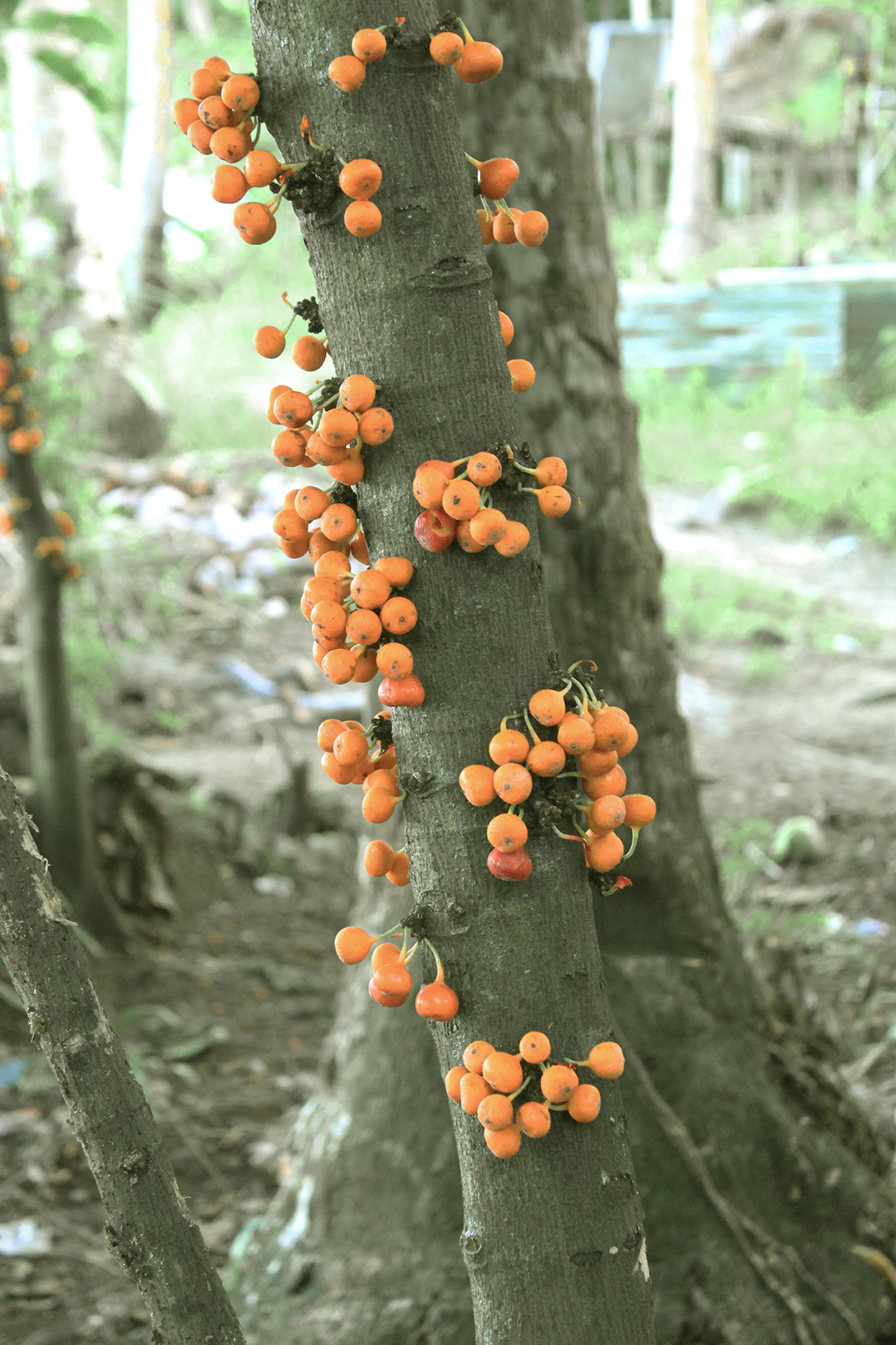 Allan Zander Chris Urpina - Photography