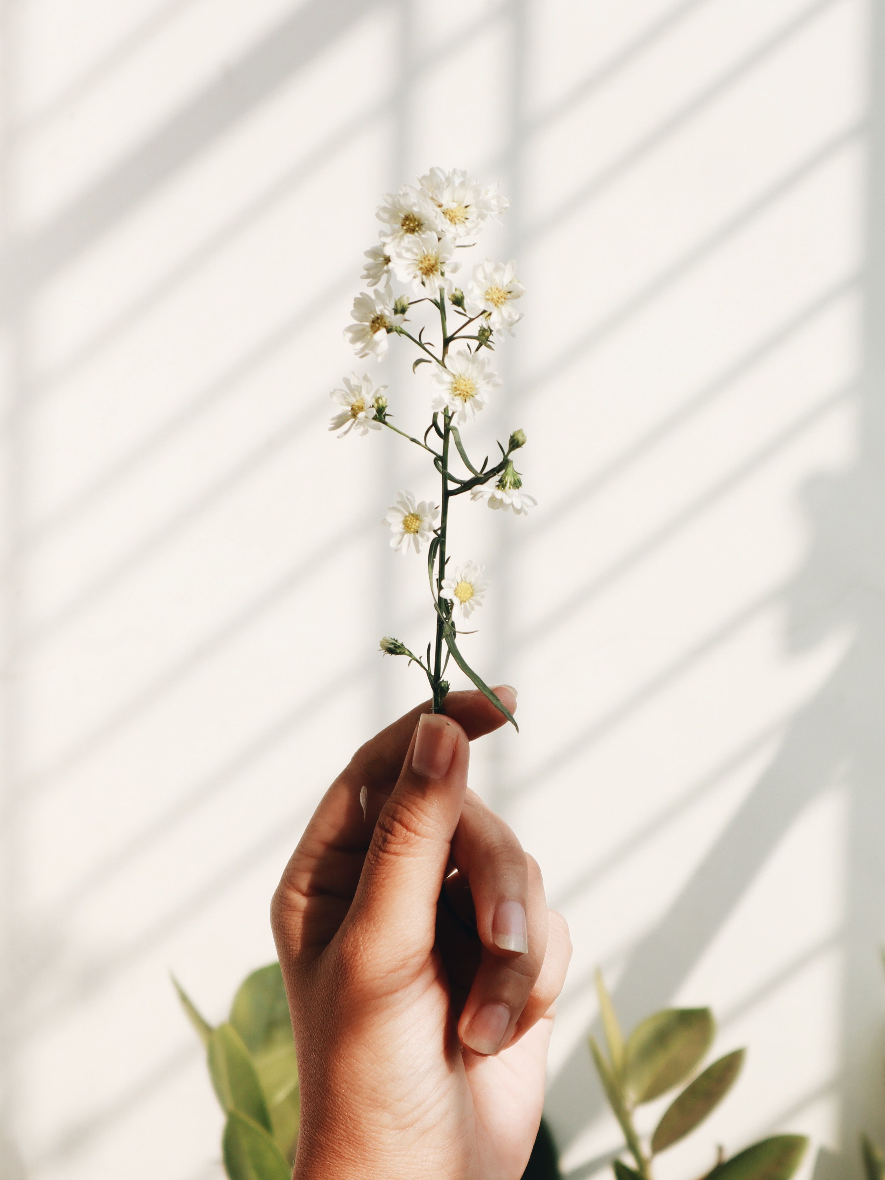 Close-Up Shot of a Person Holding White Flowers · Free Stock Photo