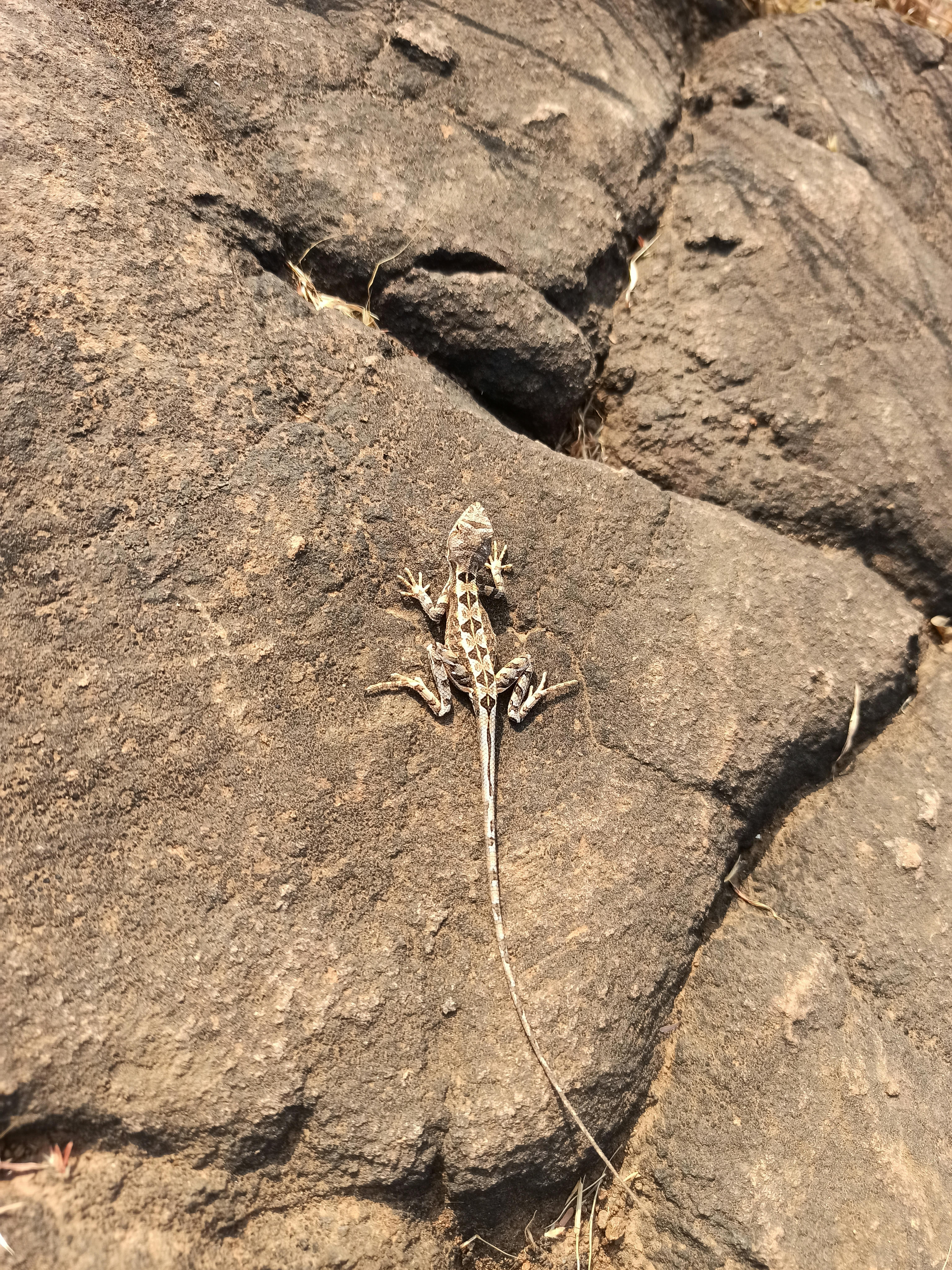 A Brown Lizard on the Rock · Free Stock Photo