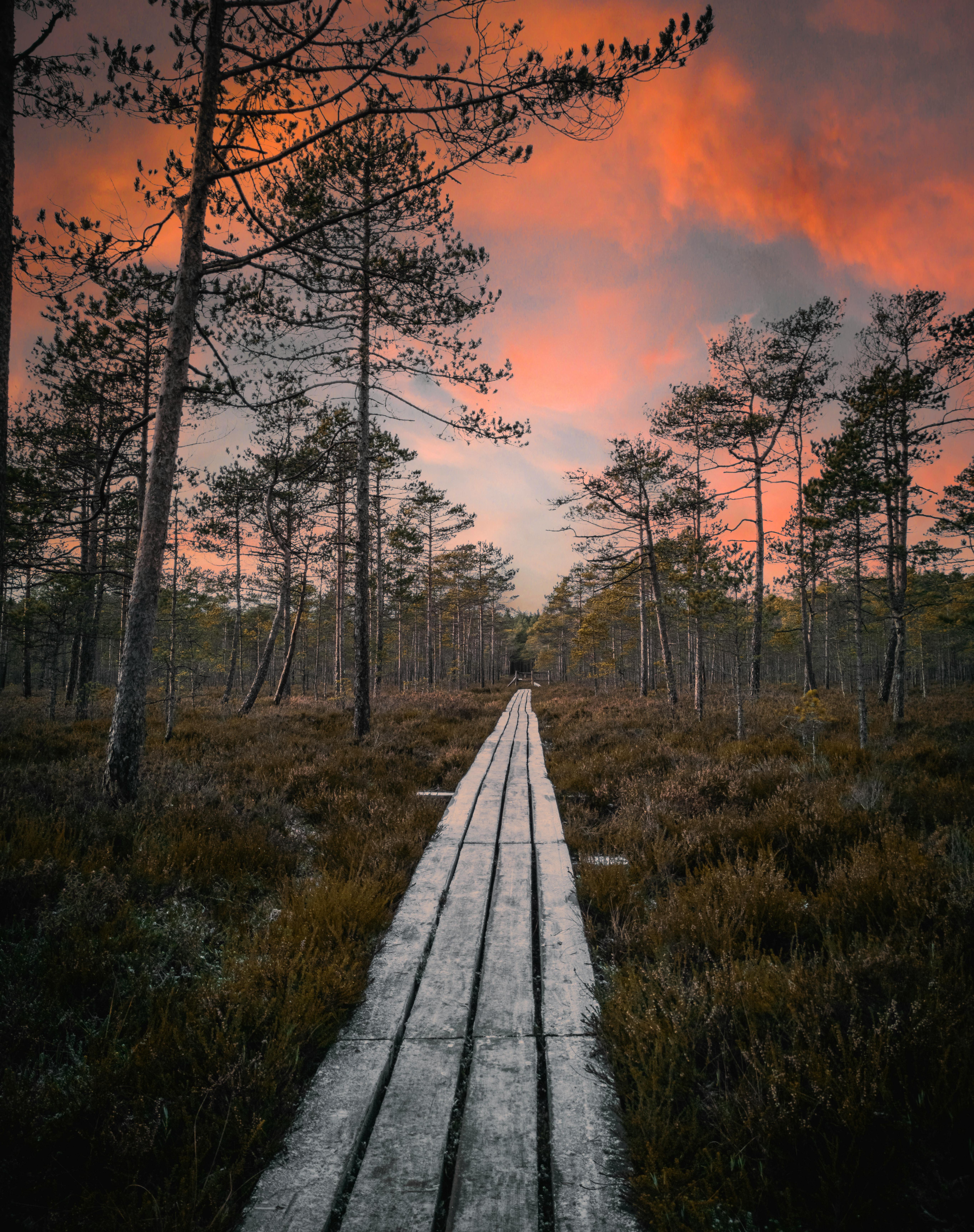 Trees During Dawn · Free Stock Photo
