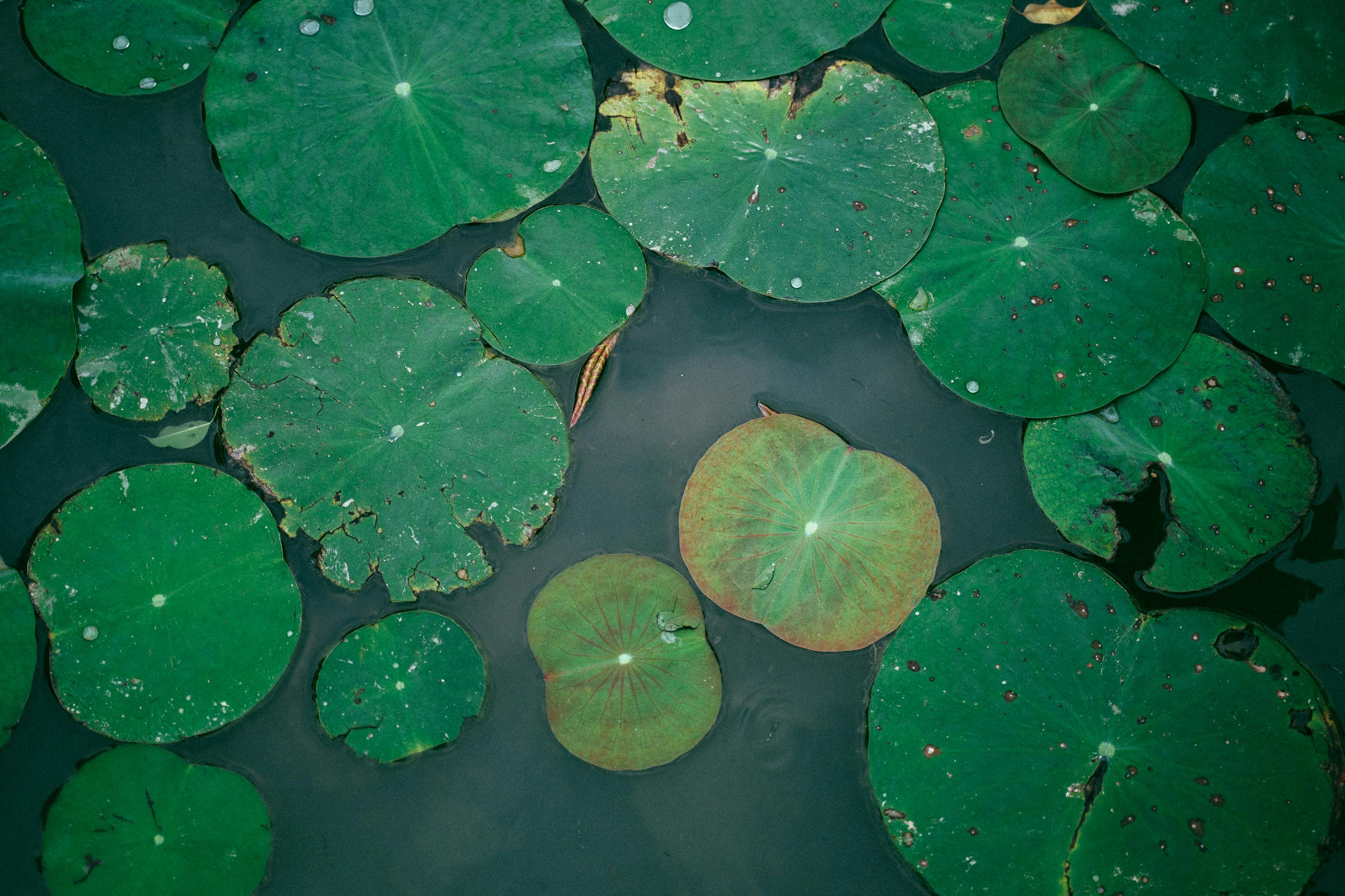Close-Up Shot of Lily Pads · Free Stock Photo