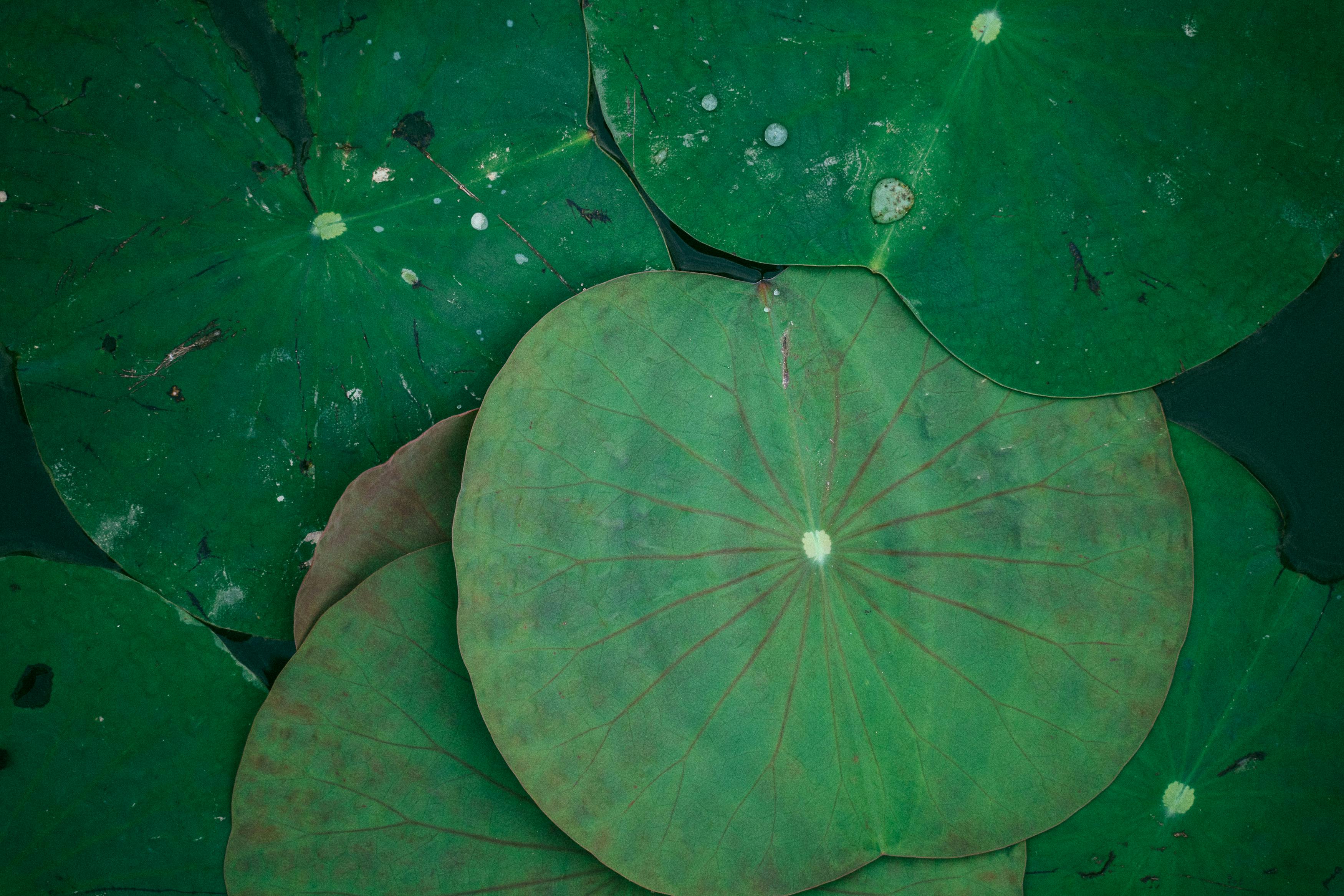 Lily Pads Photos, Download The BEST Free Lily Pads Stock Photos & HD Images