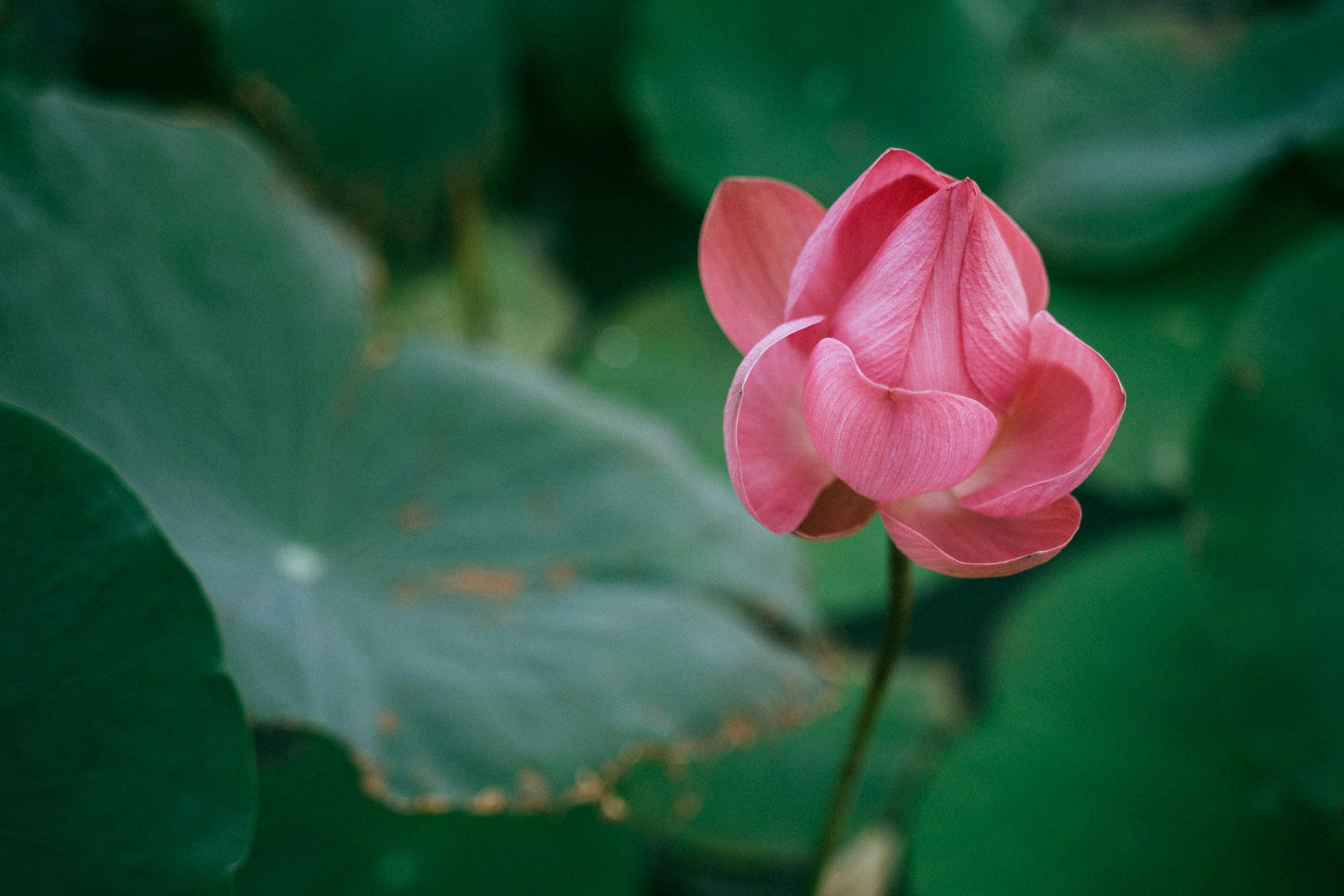 Lotus Field Photos, Download The BEST Free Lotus Field Stock Photos ...