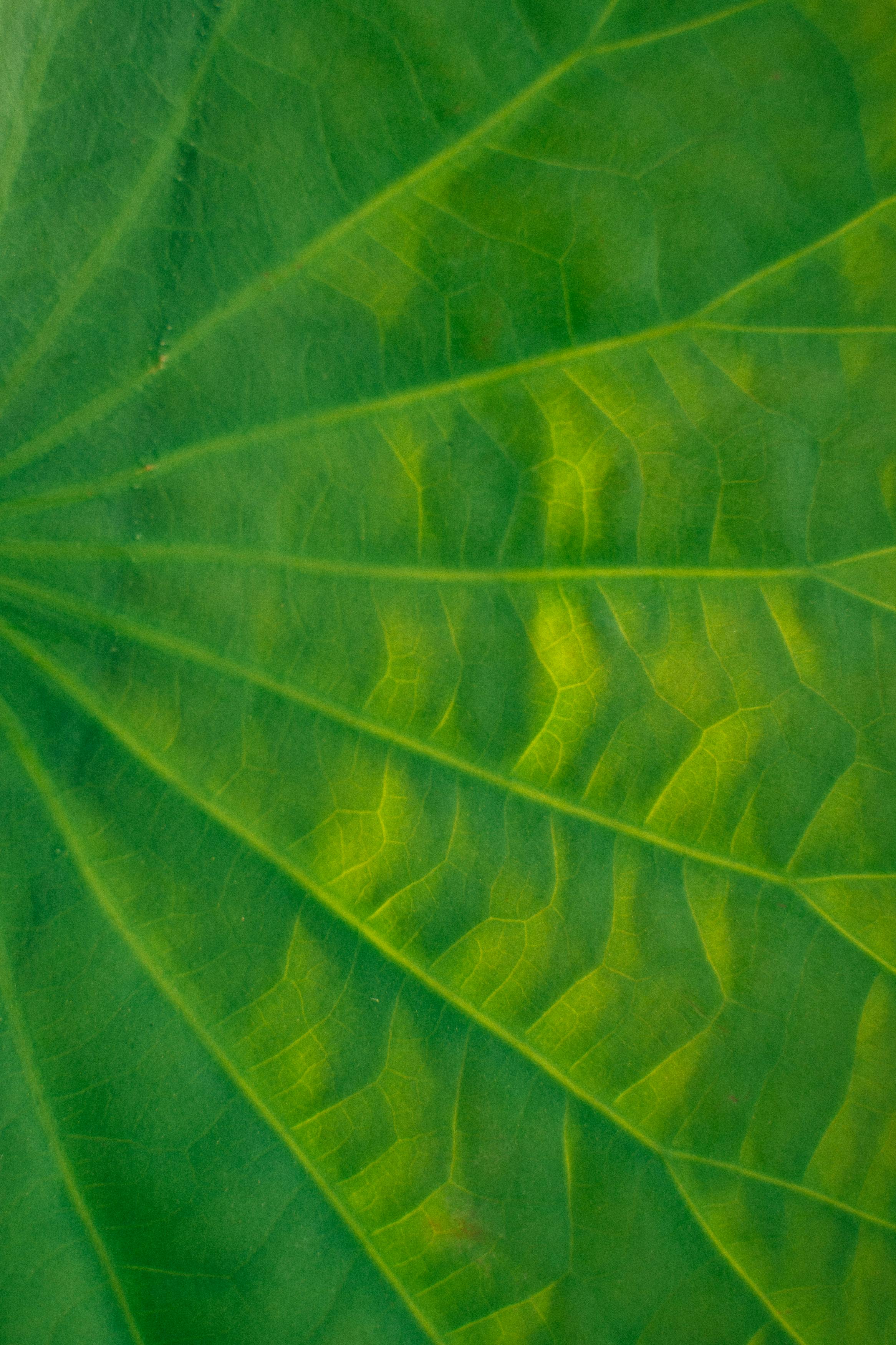 Natural Pattern on Leaf · Free Stock Photo