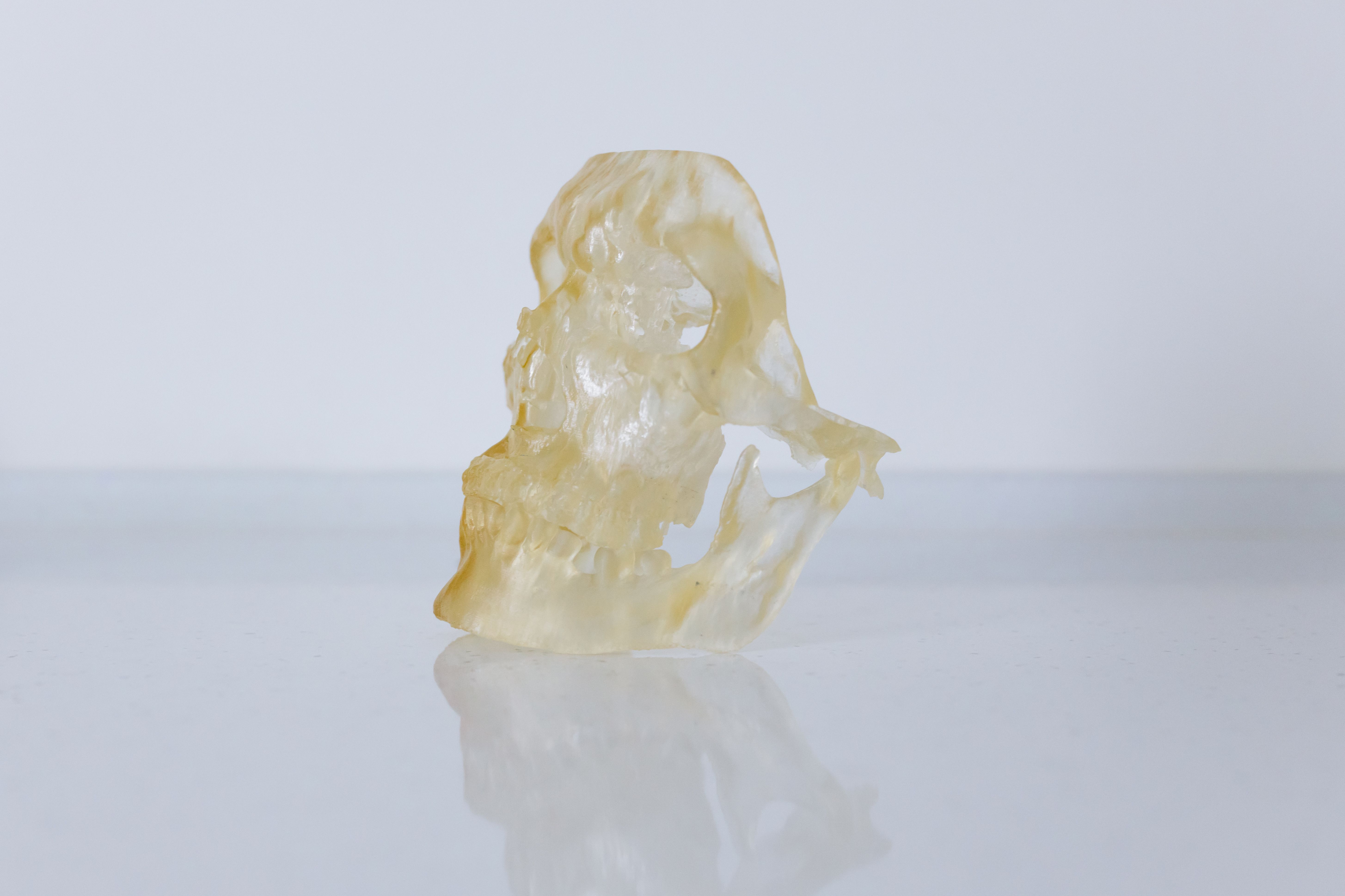 Close-Up Shot of Plastic Skull Model · Free Stock Photo