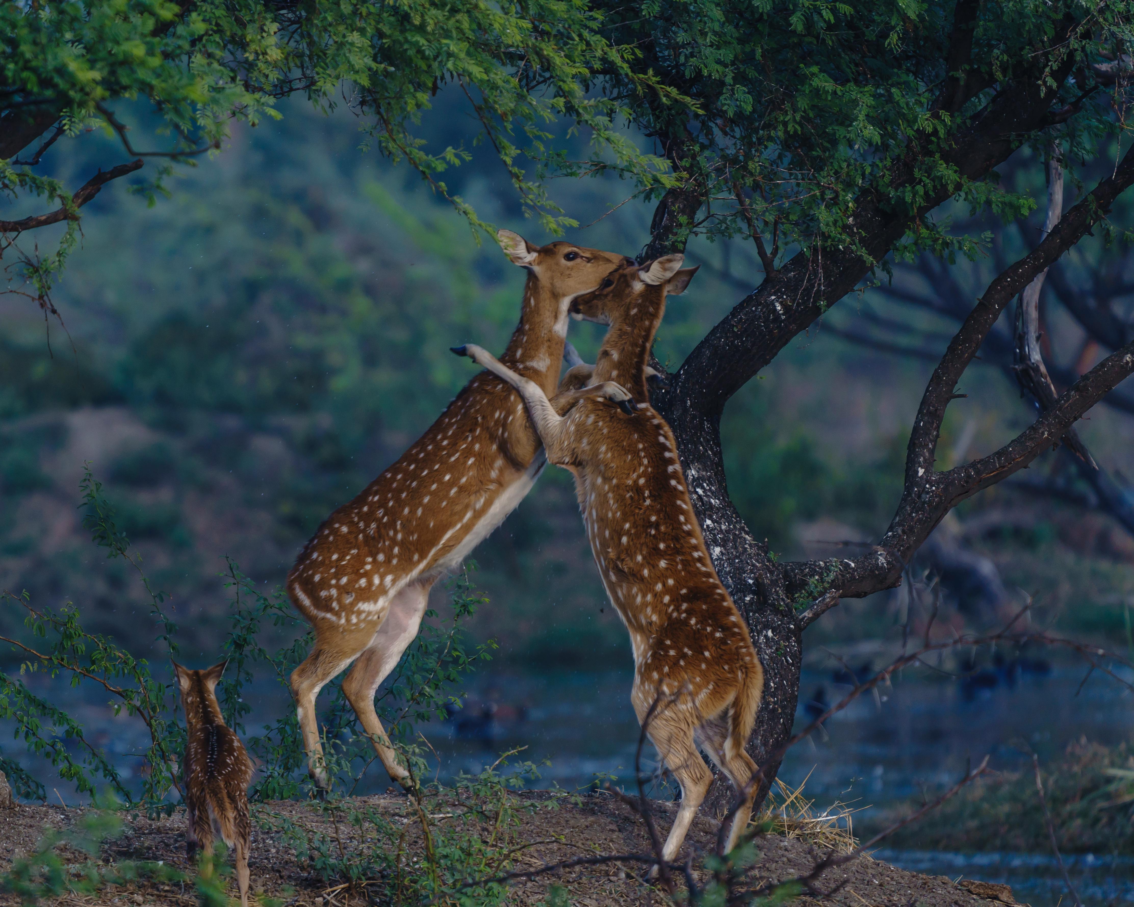 Photo of Deer Mating · Free Stock Photo