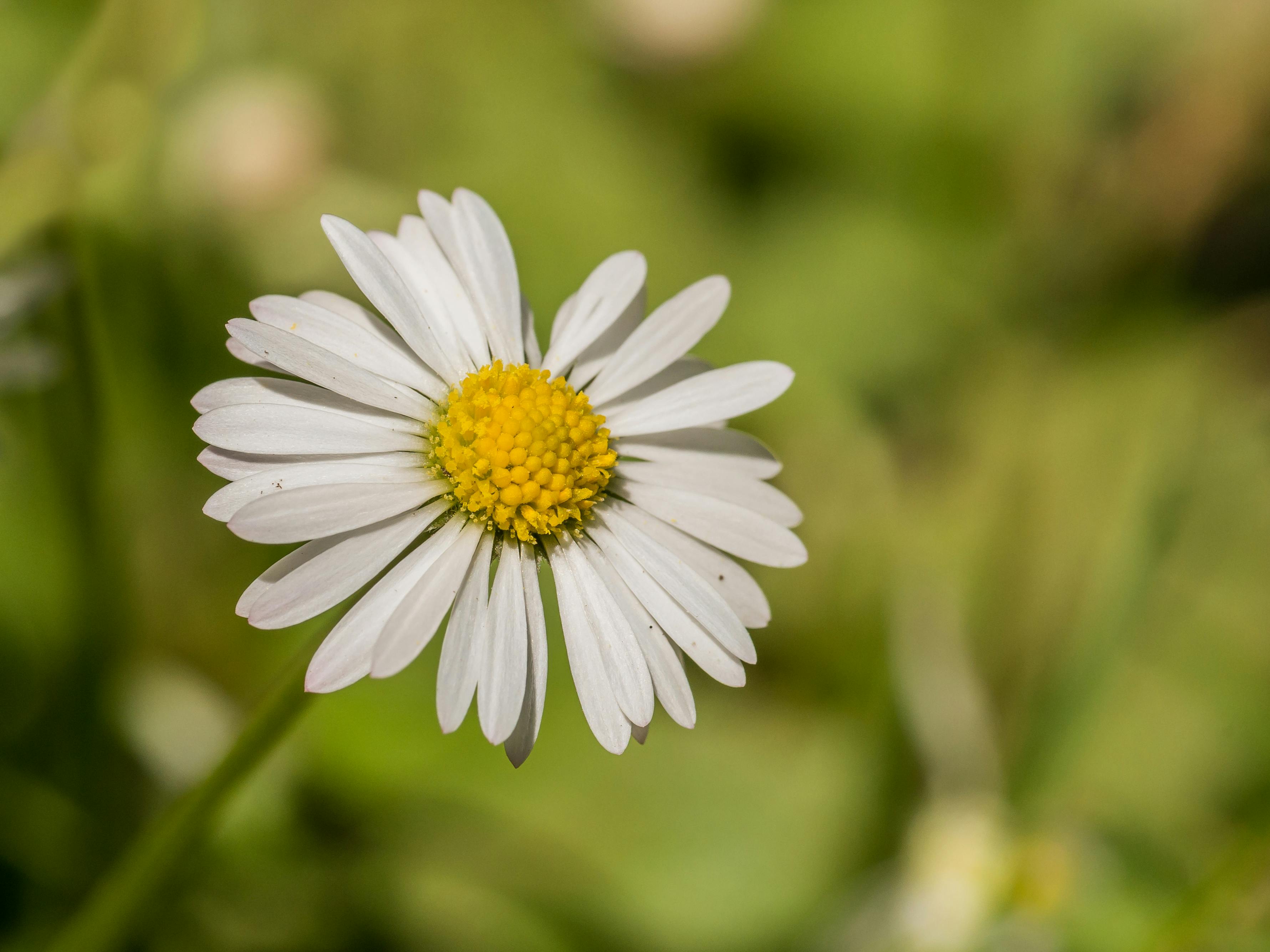 Close-Up Photography of White Flowers · Free Stock Photo