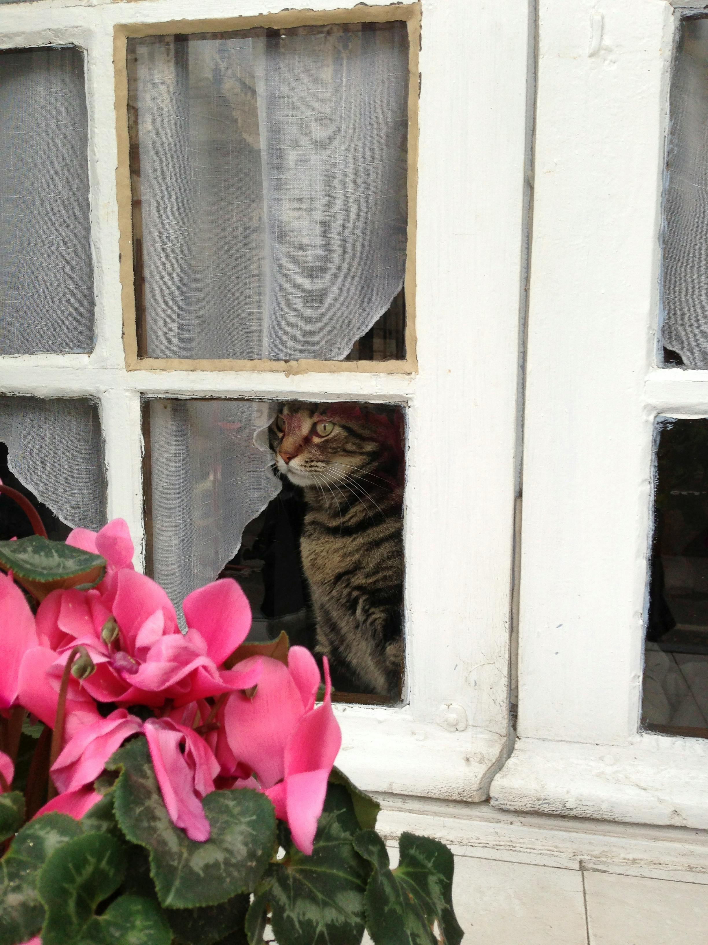 A Cat Peeping Through the Window · Free Stock Photo