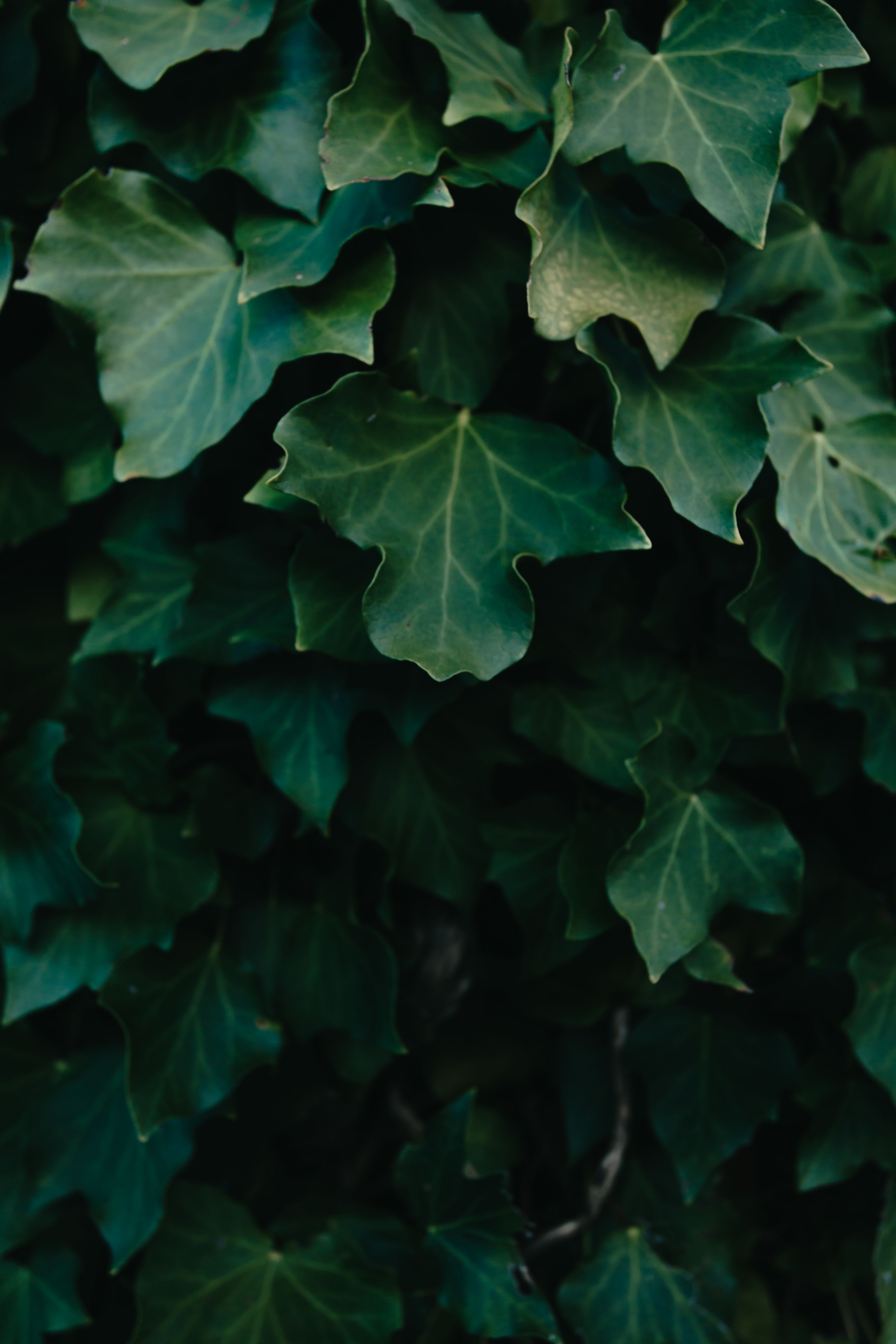 Photo of Green Vine Leaves · Free Stock Photo
