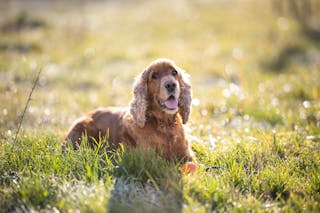 Health Issues for Cocker Spaniels: Common Problems to Watch