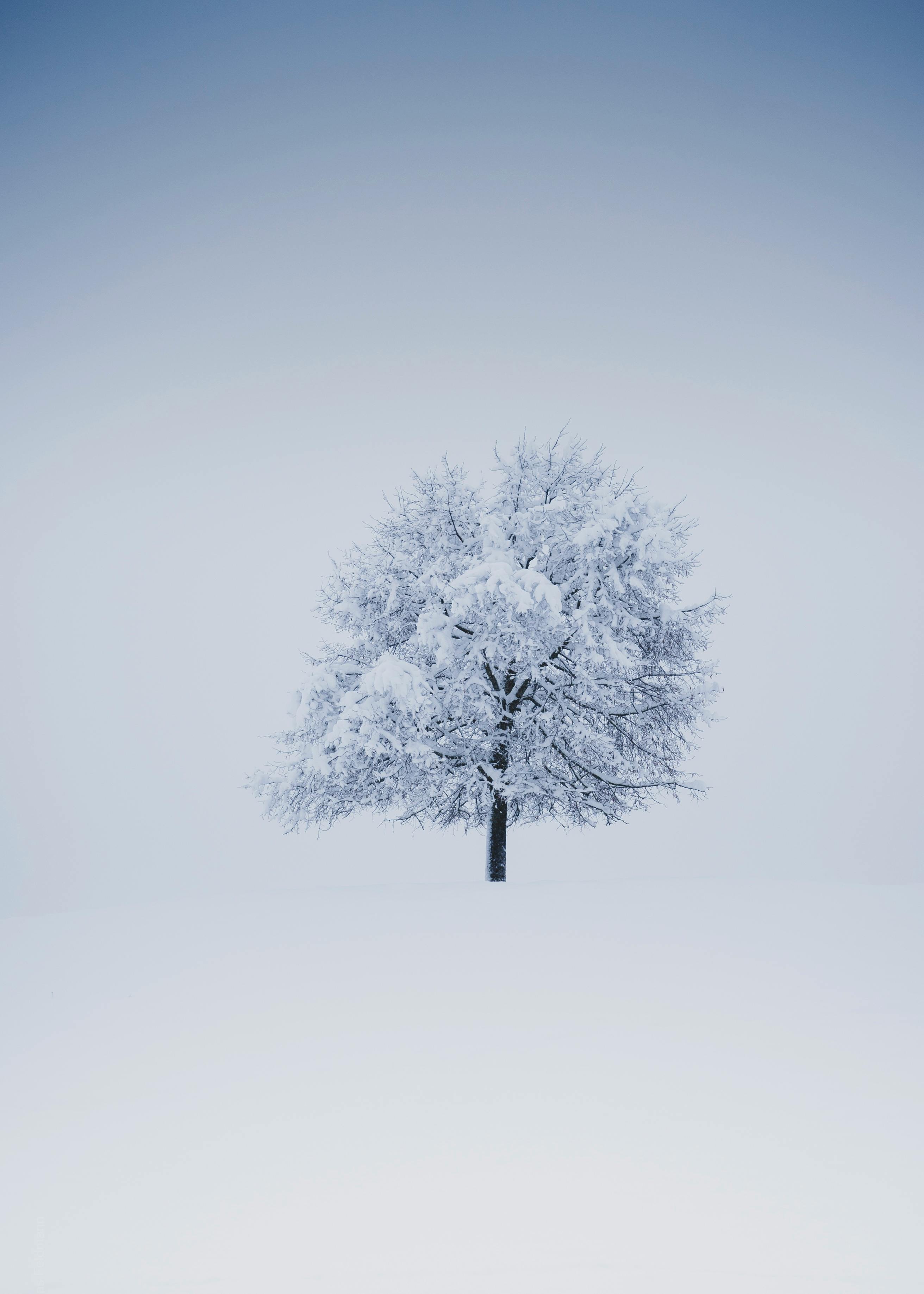 Winter Tree Wallpaper Photos, Download The BEST Free Winter Tree ...