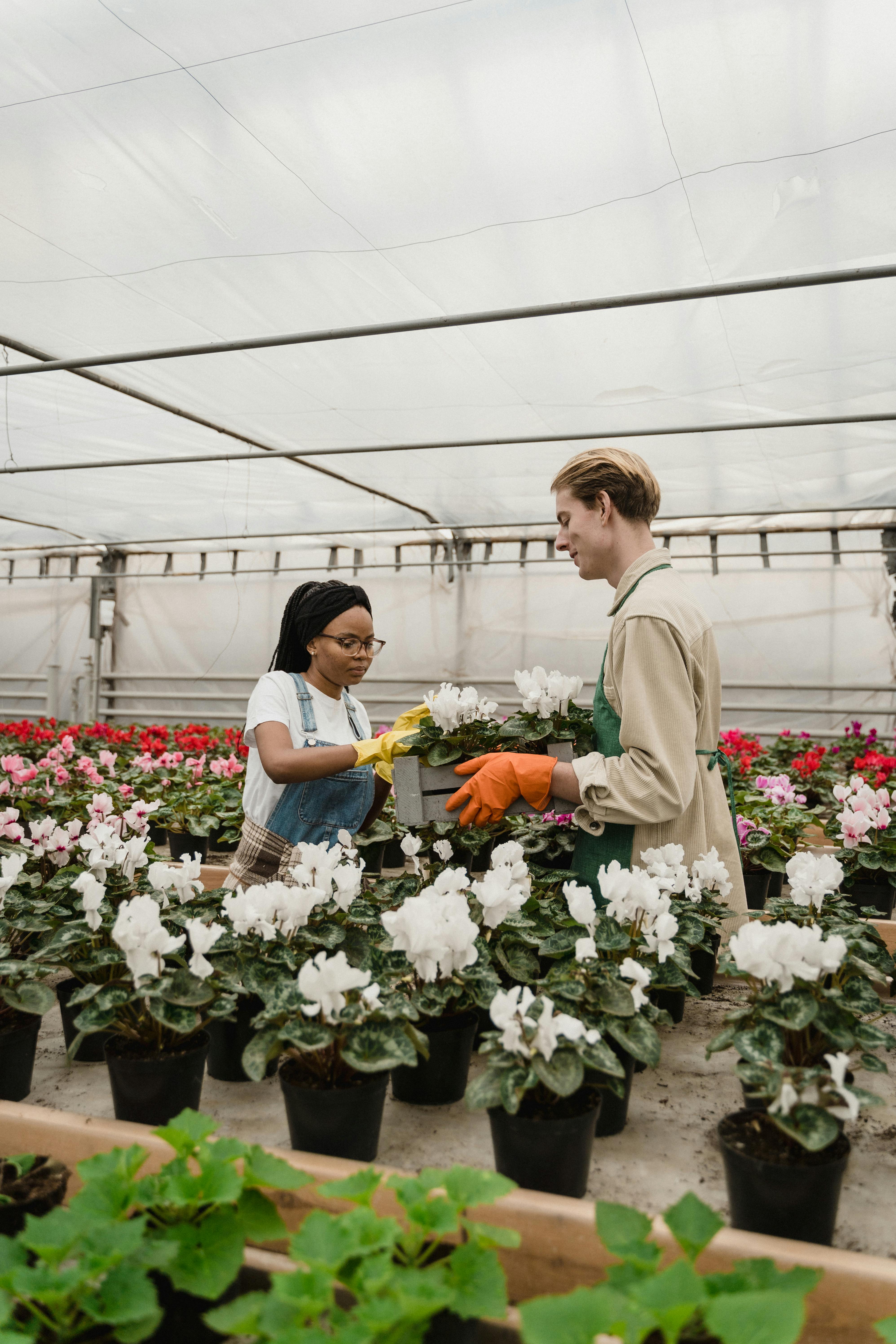 Free stock photo of adults, agriculture, agriculture job, beautiful ...