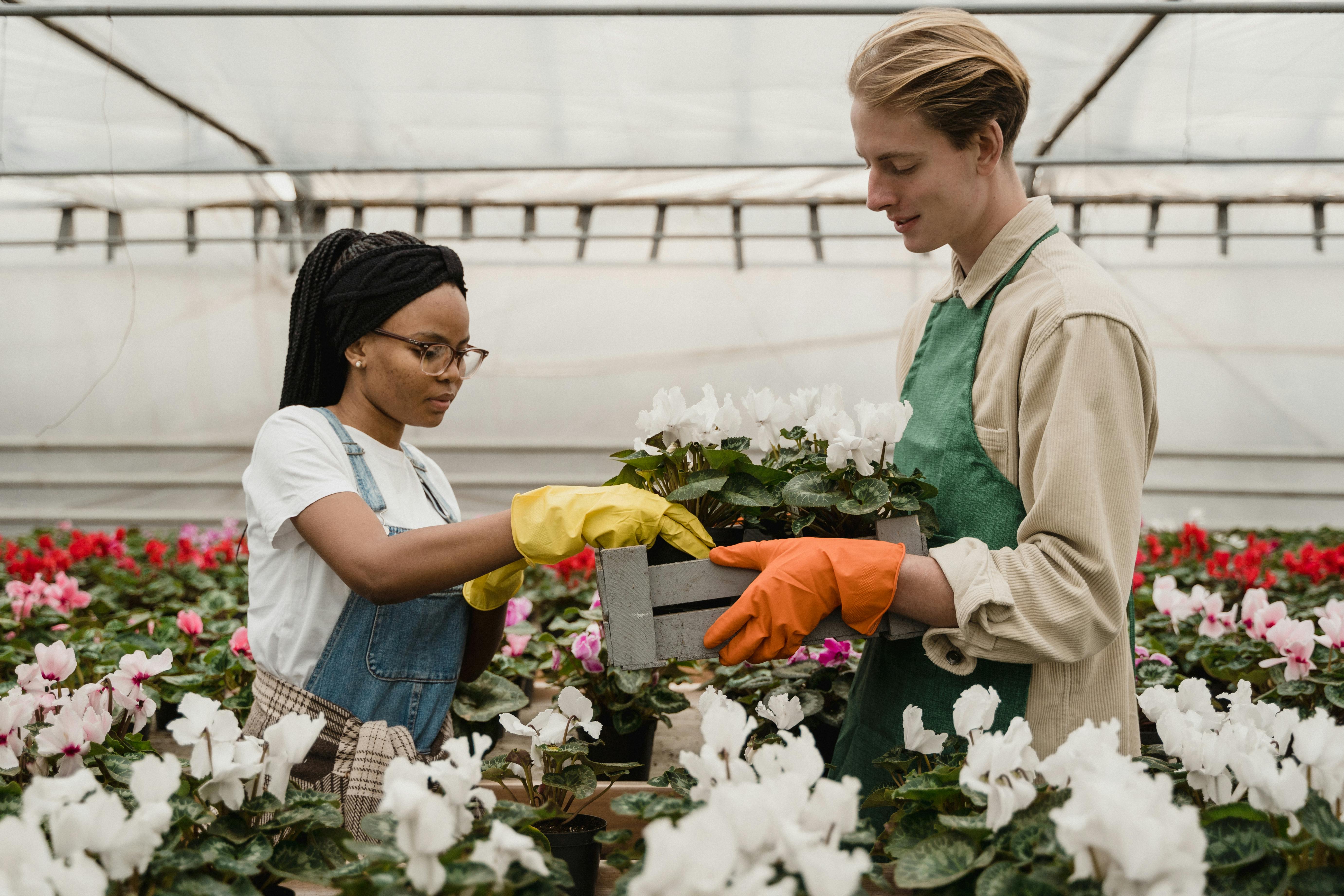 Two People carrying Flowering Plants · Free Stock Photo
