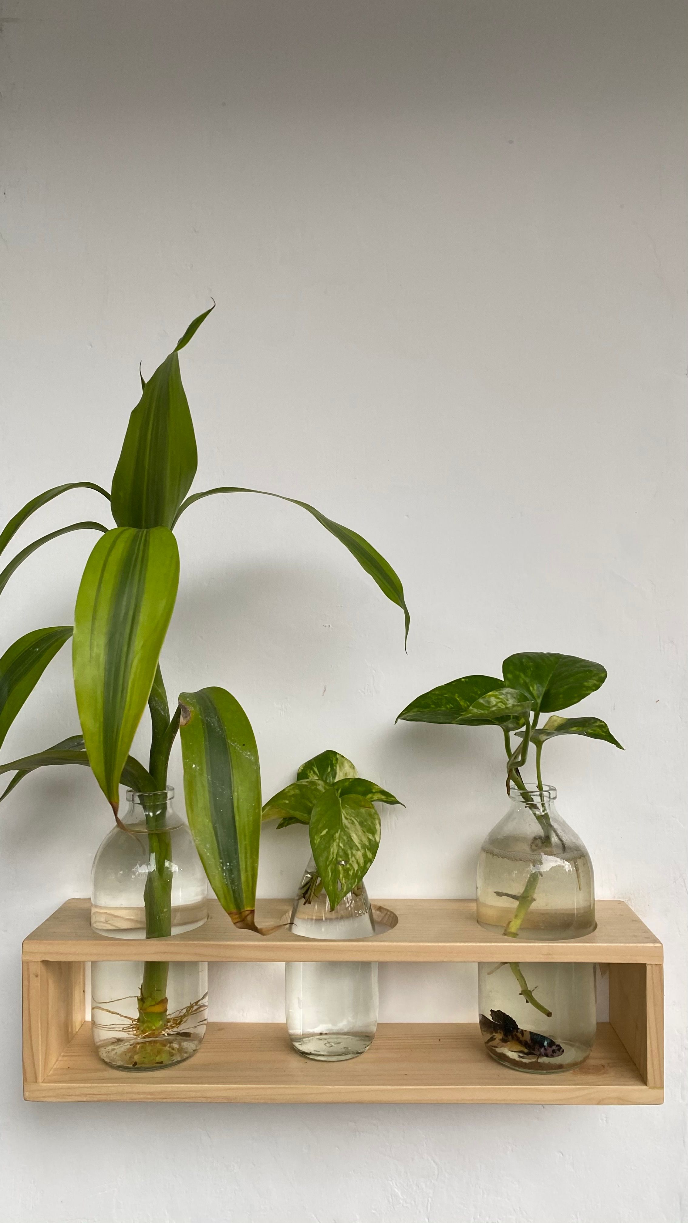 Faceless gardener with Epipremnum plant sprigs in vases · Free Stock Photo