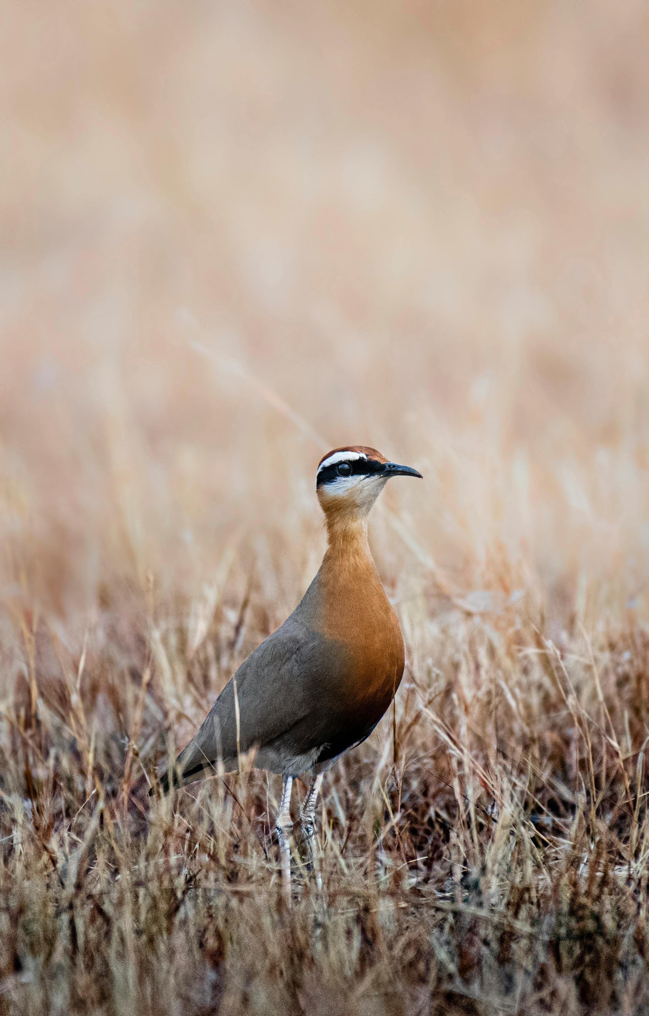 Plover Photos, Download The BEST Free Plover Stock Photos & HD Images