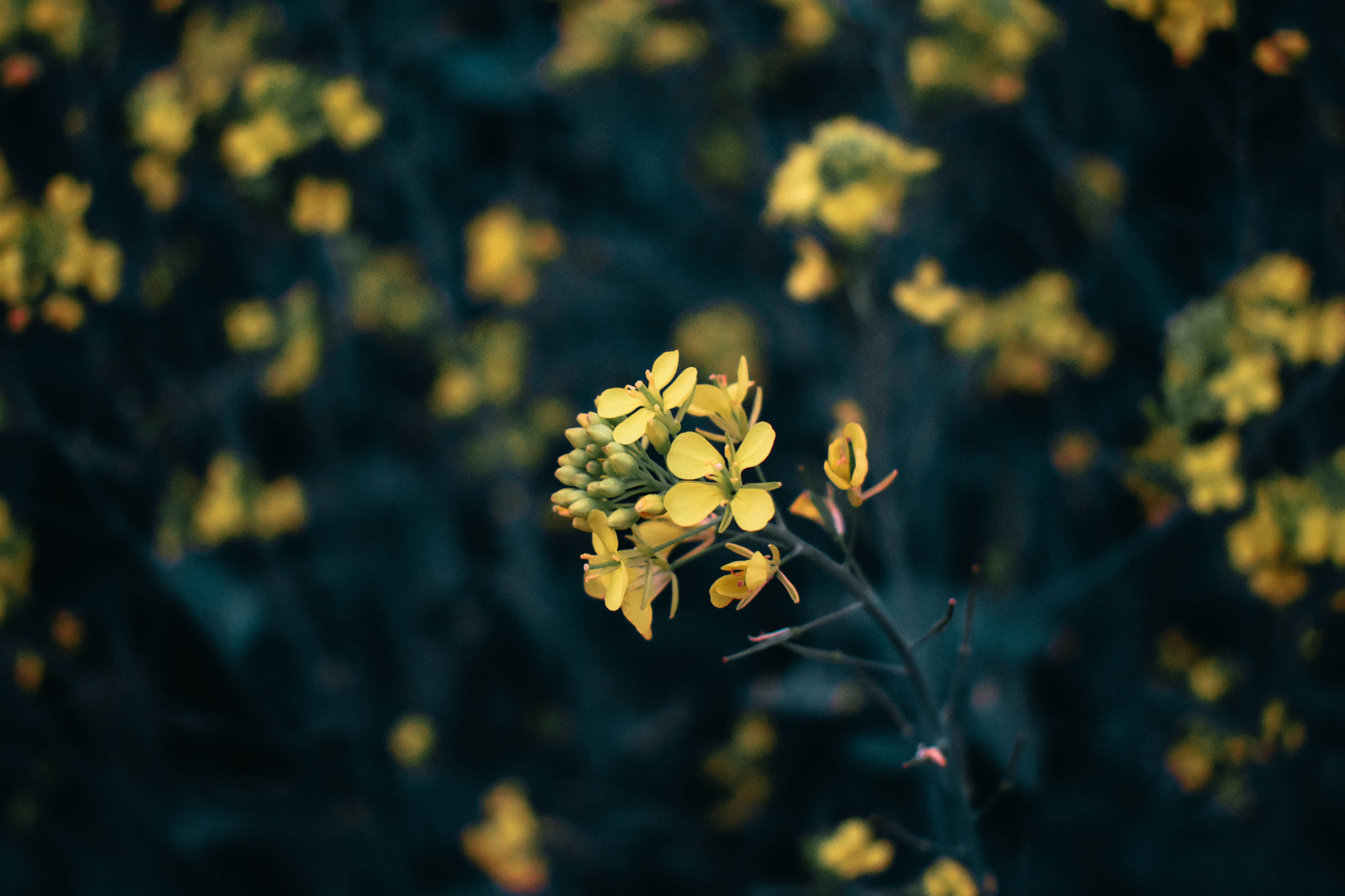 Red and Yellow Flower Bud · Free Stock Photo