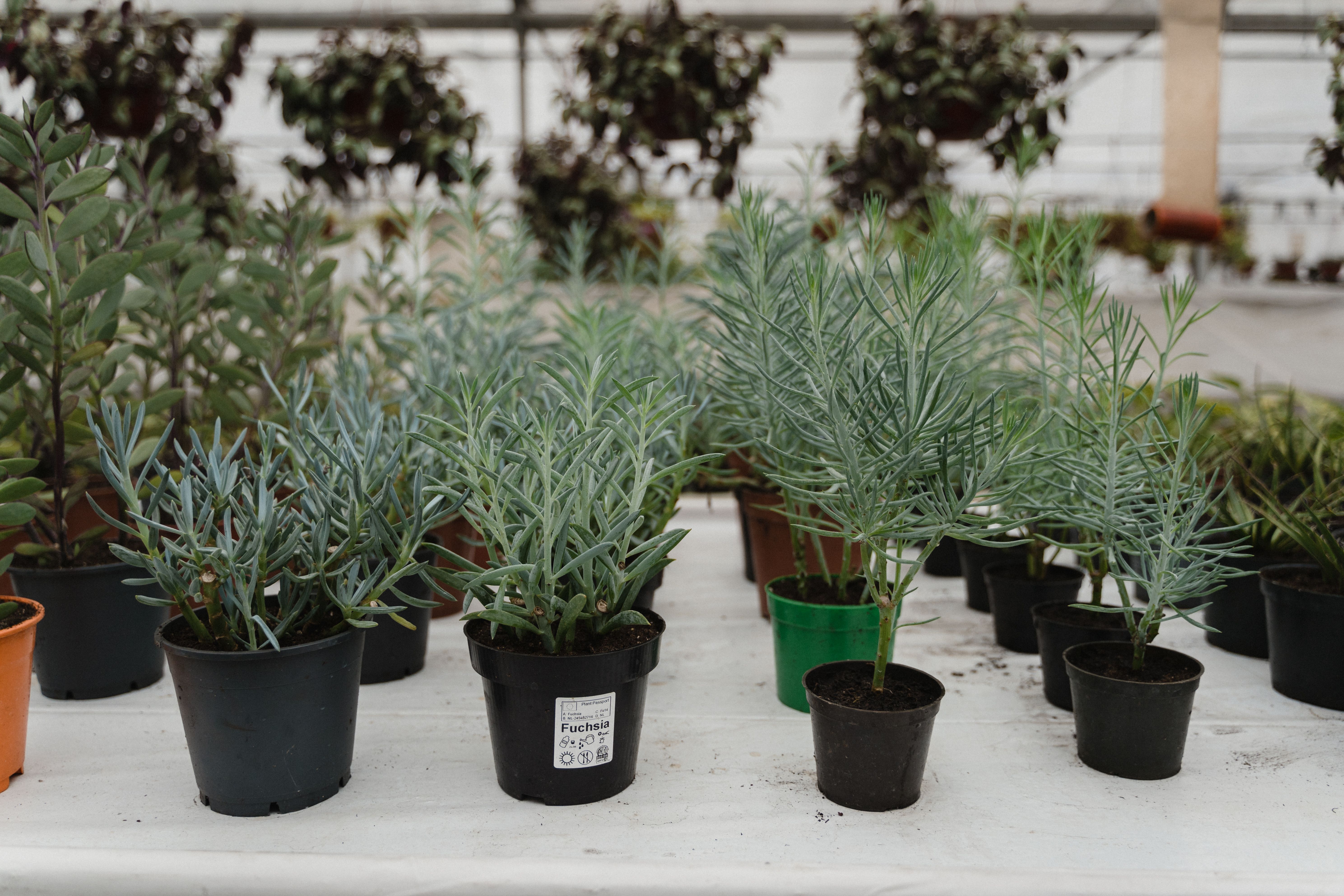 Potted Plants on a Table · Free Stock Photo