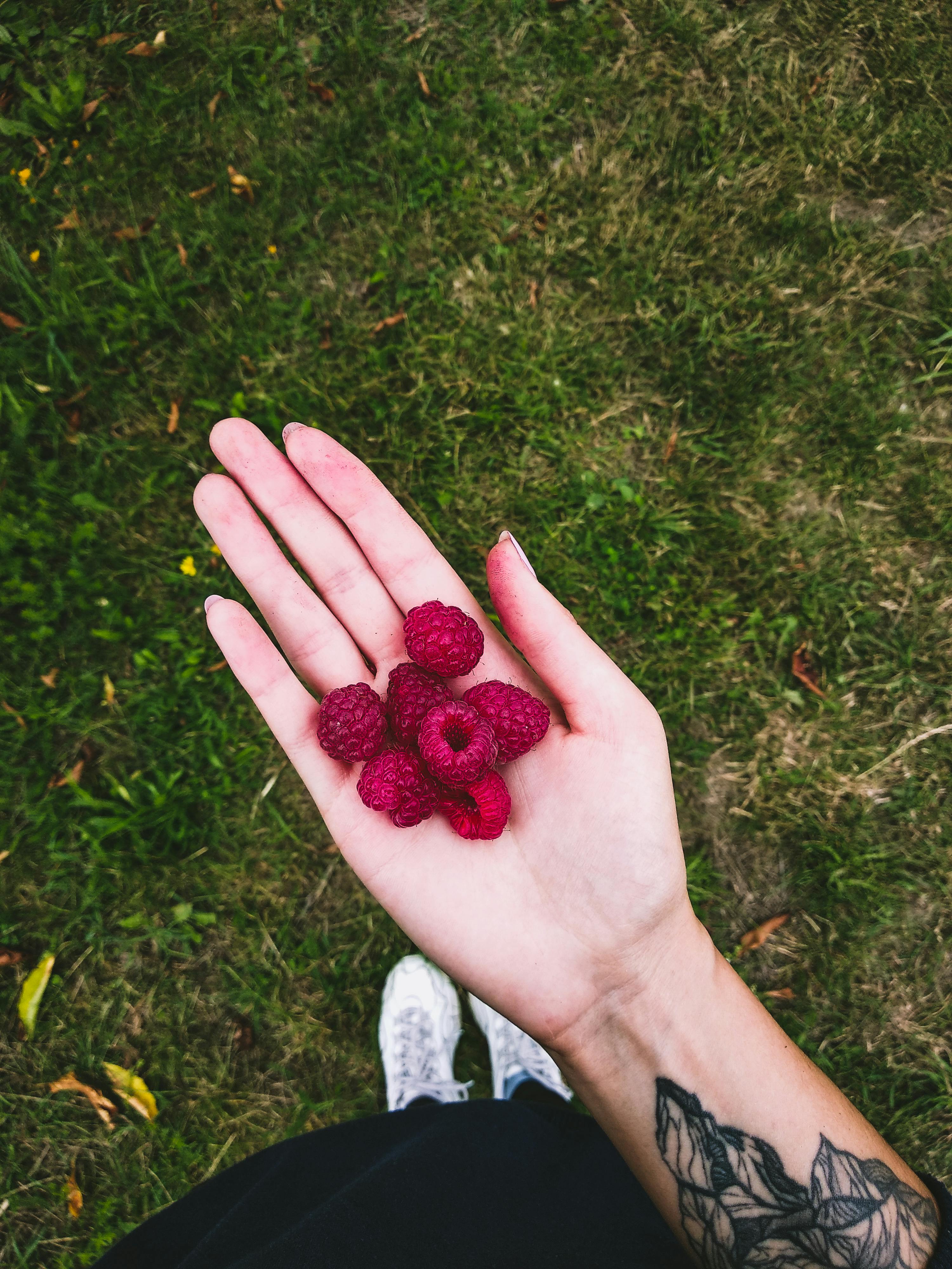 A Person Holding a Raspberry Fruit · Free Stock Photo