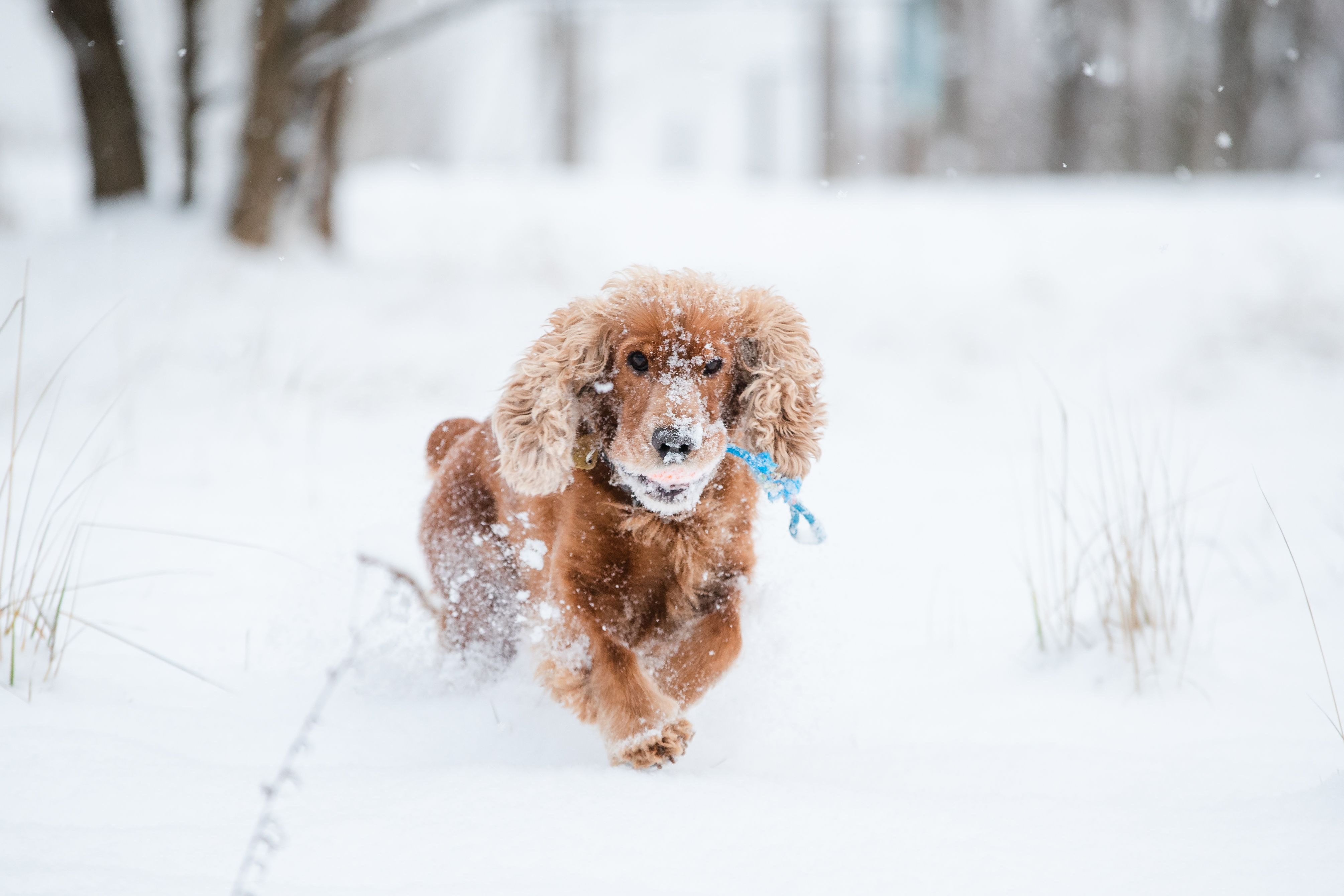 Dog Snowing Photos, Download The BEST Free Dog Snowing Stock Photos ...