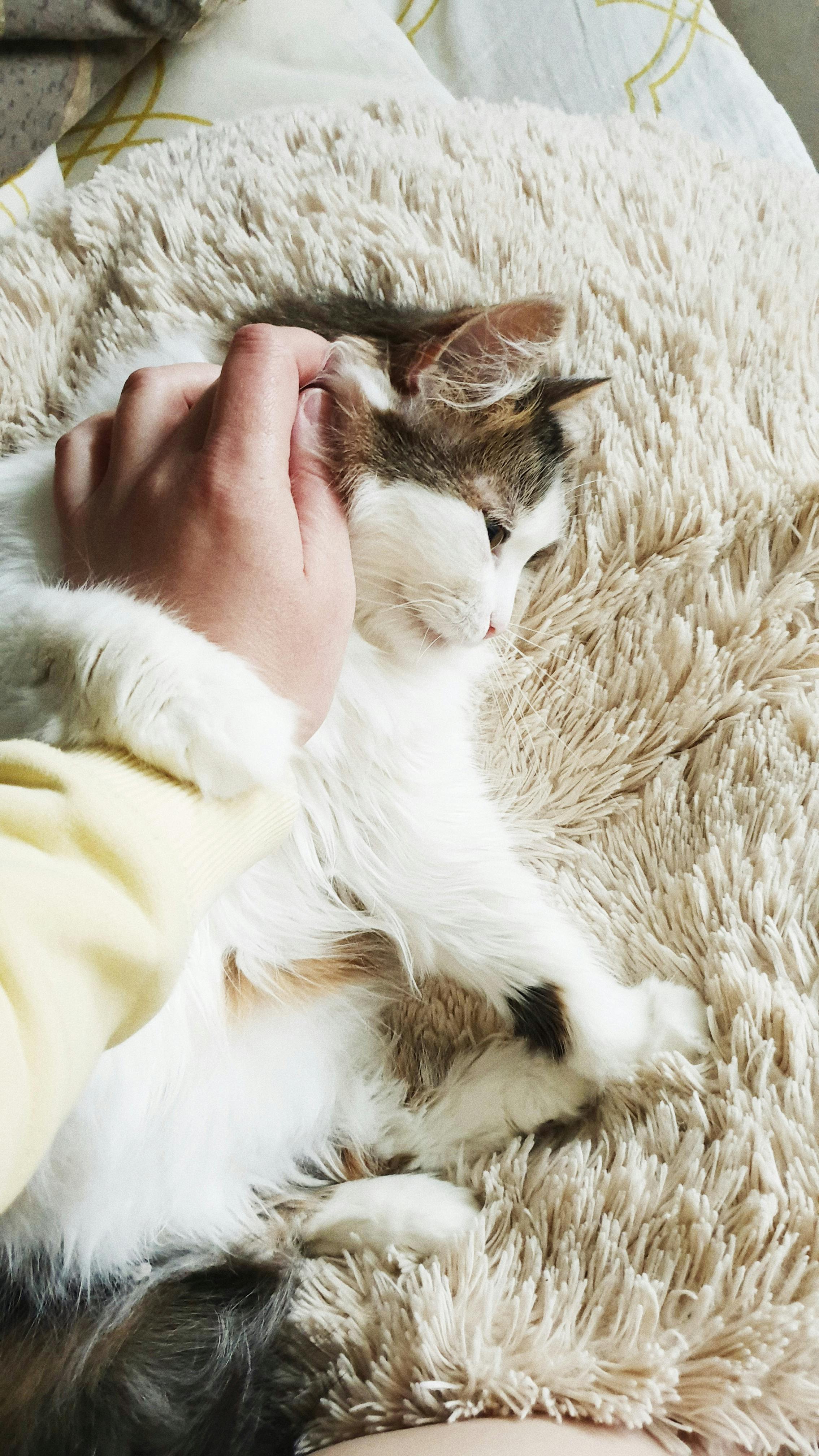 Woman Holding a White Cat · Free Stock Photo