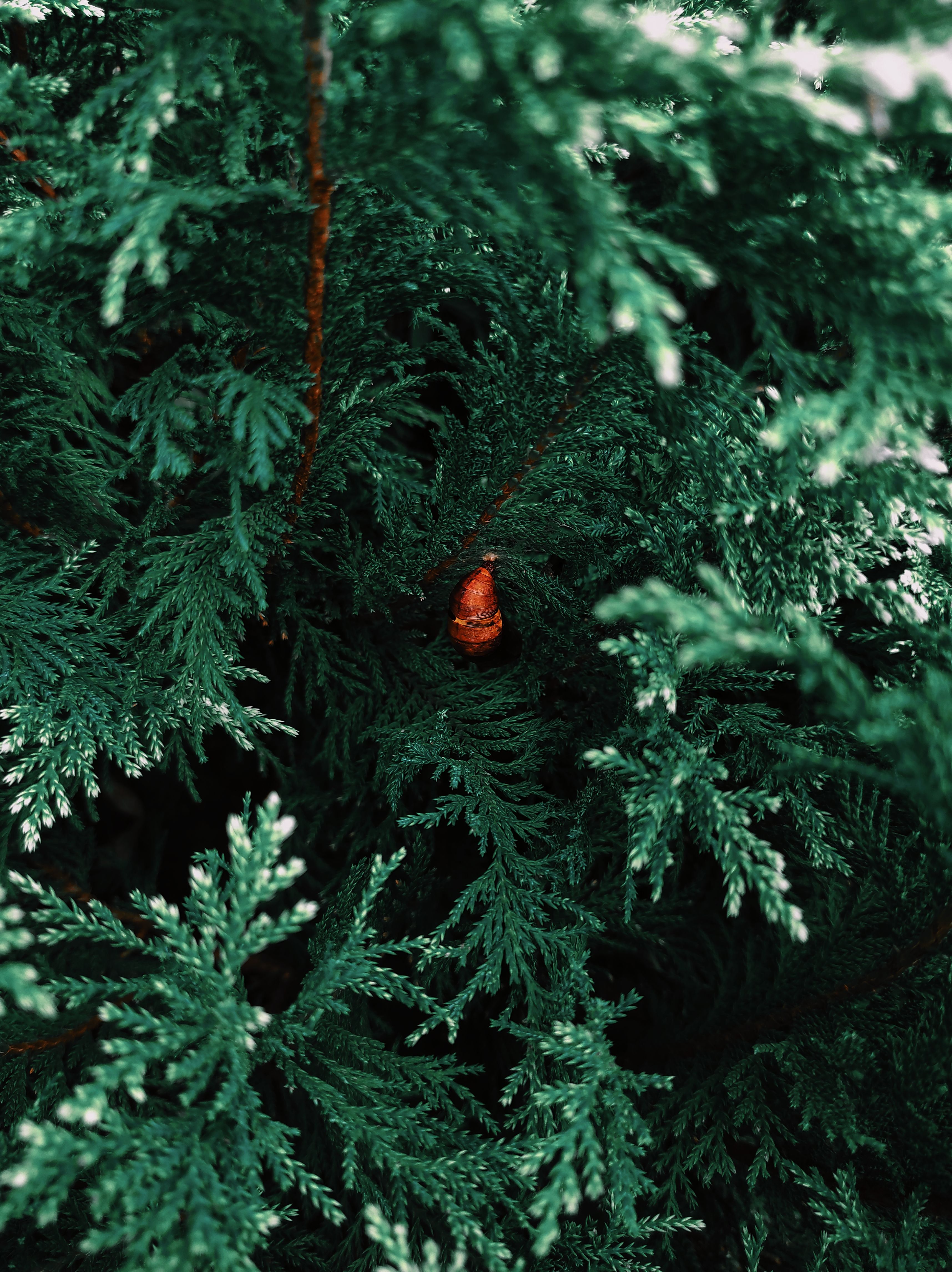 Cedarwood Background Photos, Download The BEST Free Cedarwood ...