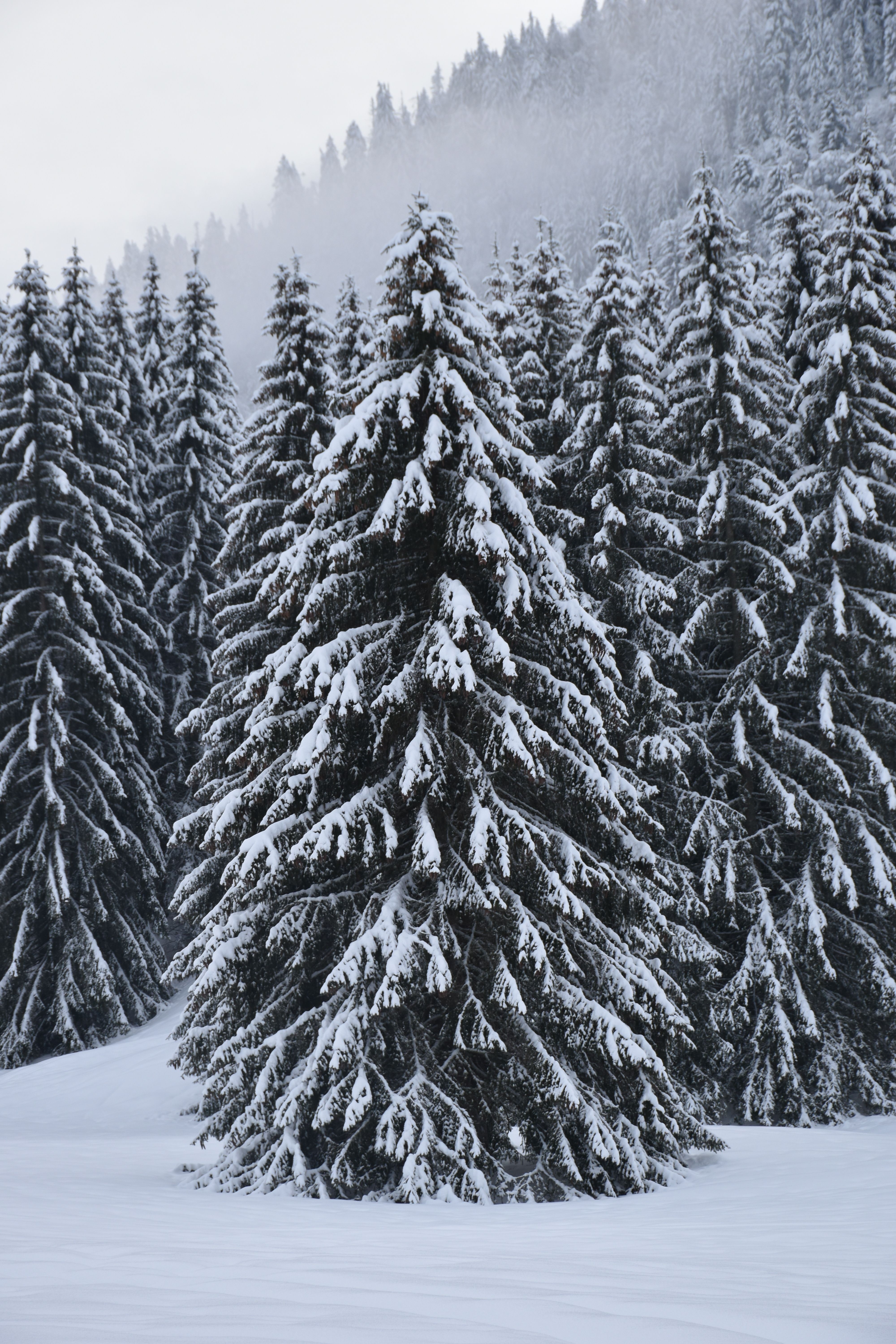 Conifers in Woods in Winter · Free Stock Photo