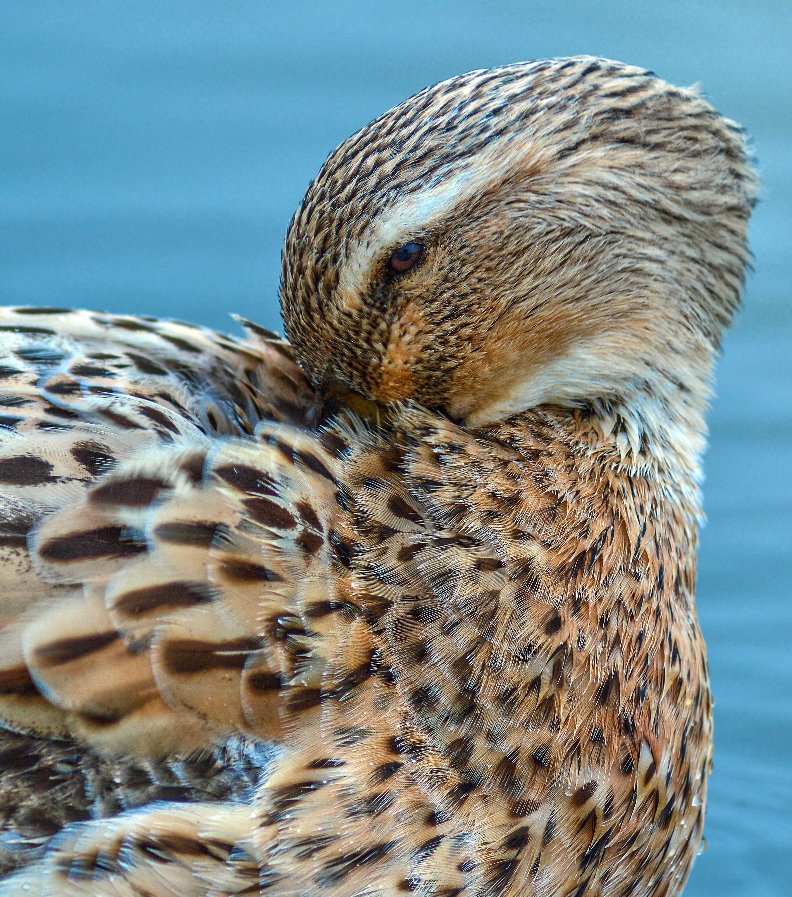 Pecking Duck Photos, Download The BEST Free Pecking Duck Stock Photos ...