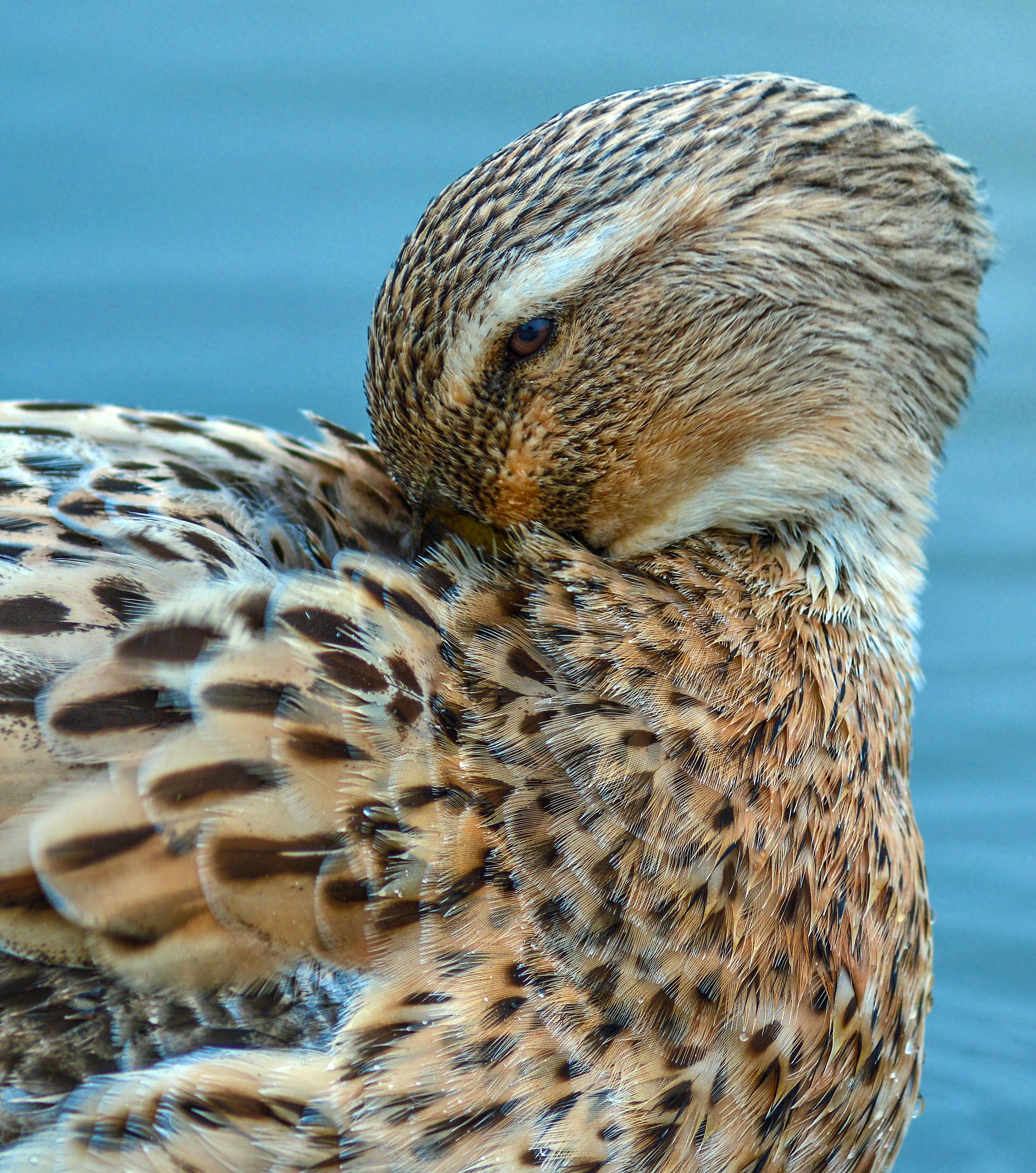 Chinese Pecking Duck Photos, Download The BEST Free Chinese Pecking ...