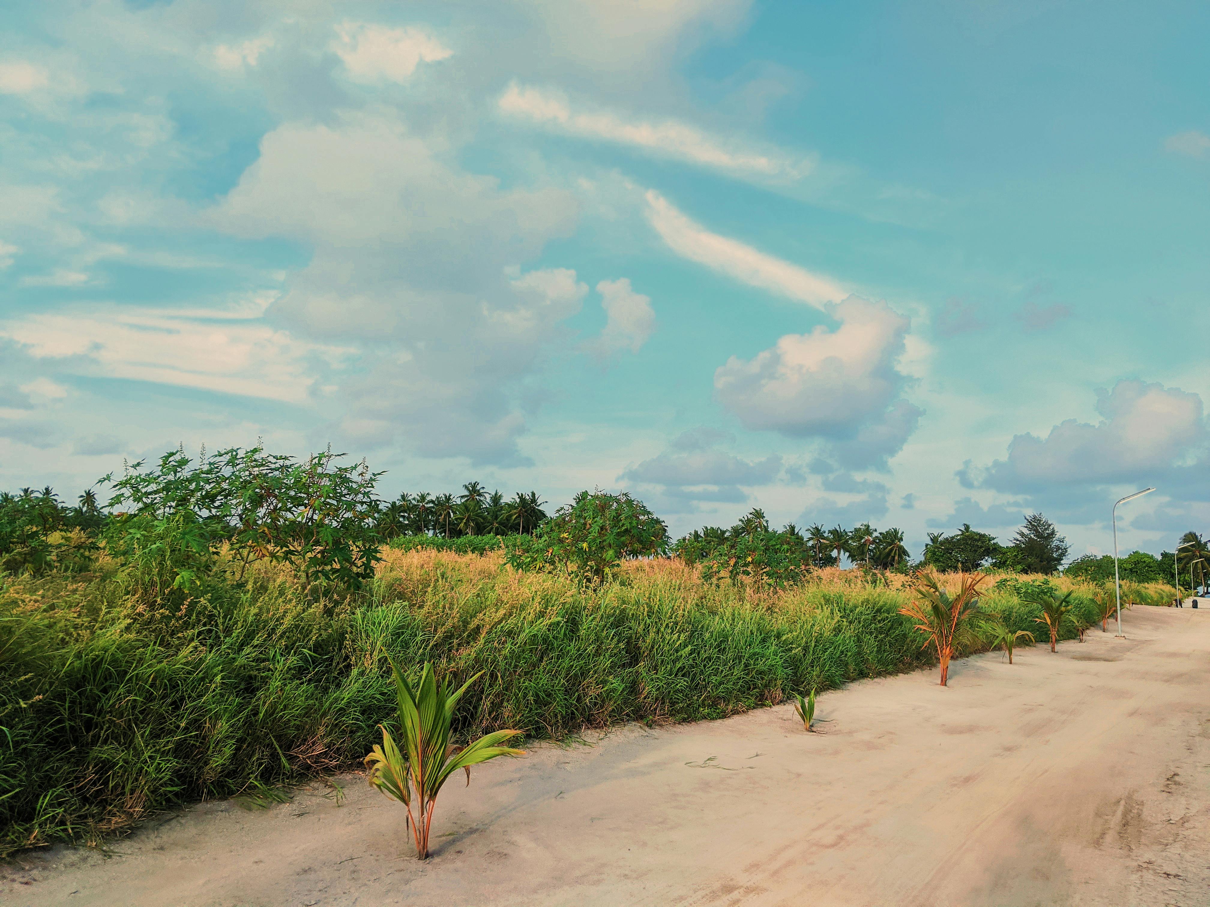 Sandy path with wooden poles · Free Stock Photo
