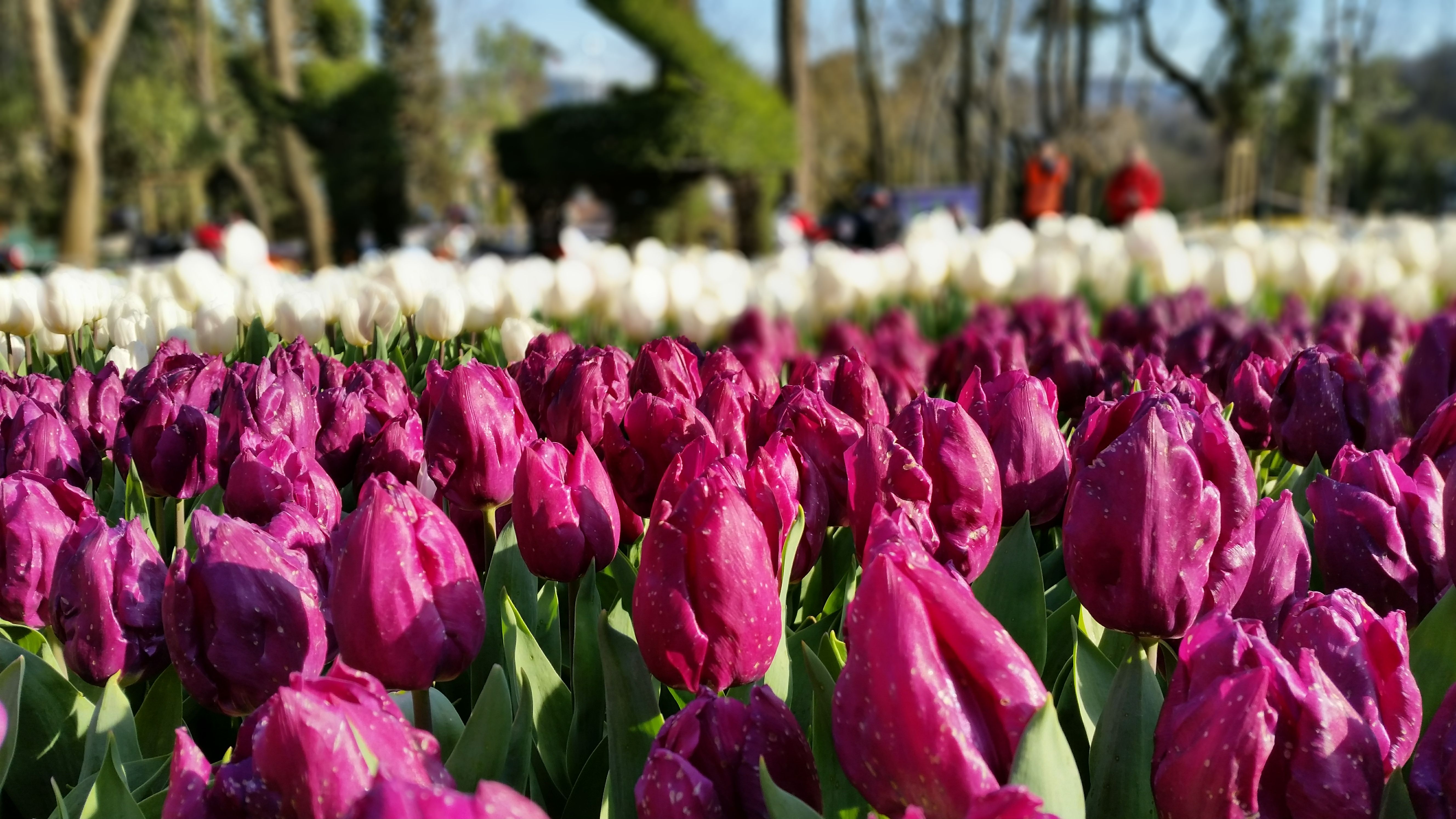 Turkish Tulips Of Istanbul Photos, Download The BEST Free Turkish ...