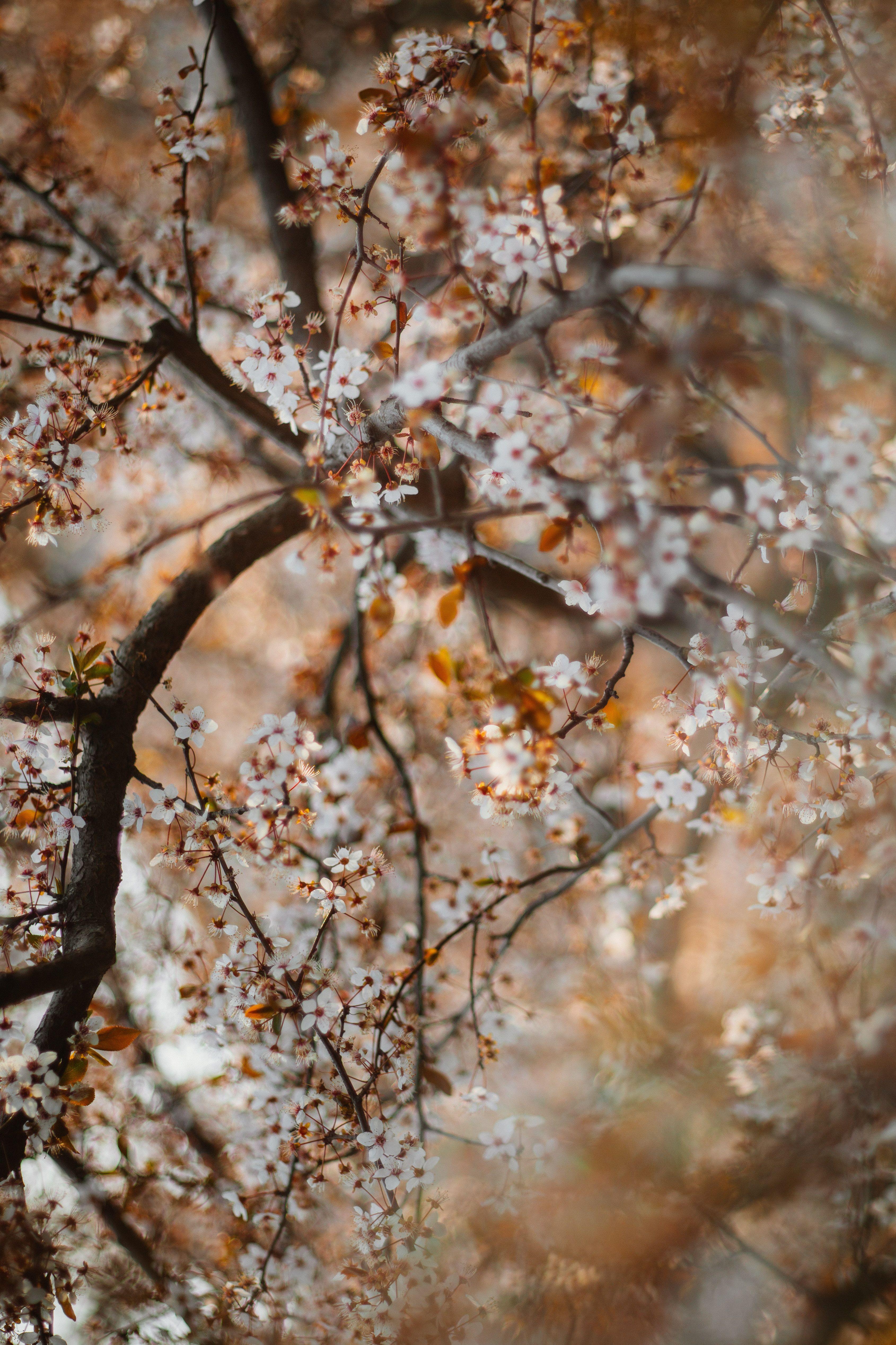 Blooming flowers on thin branch · Free Stock Photo