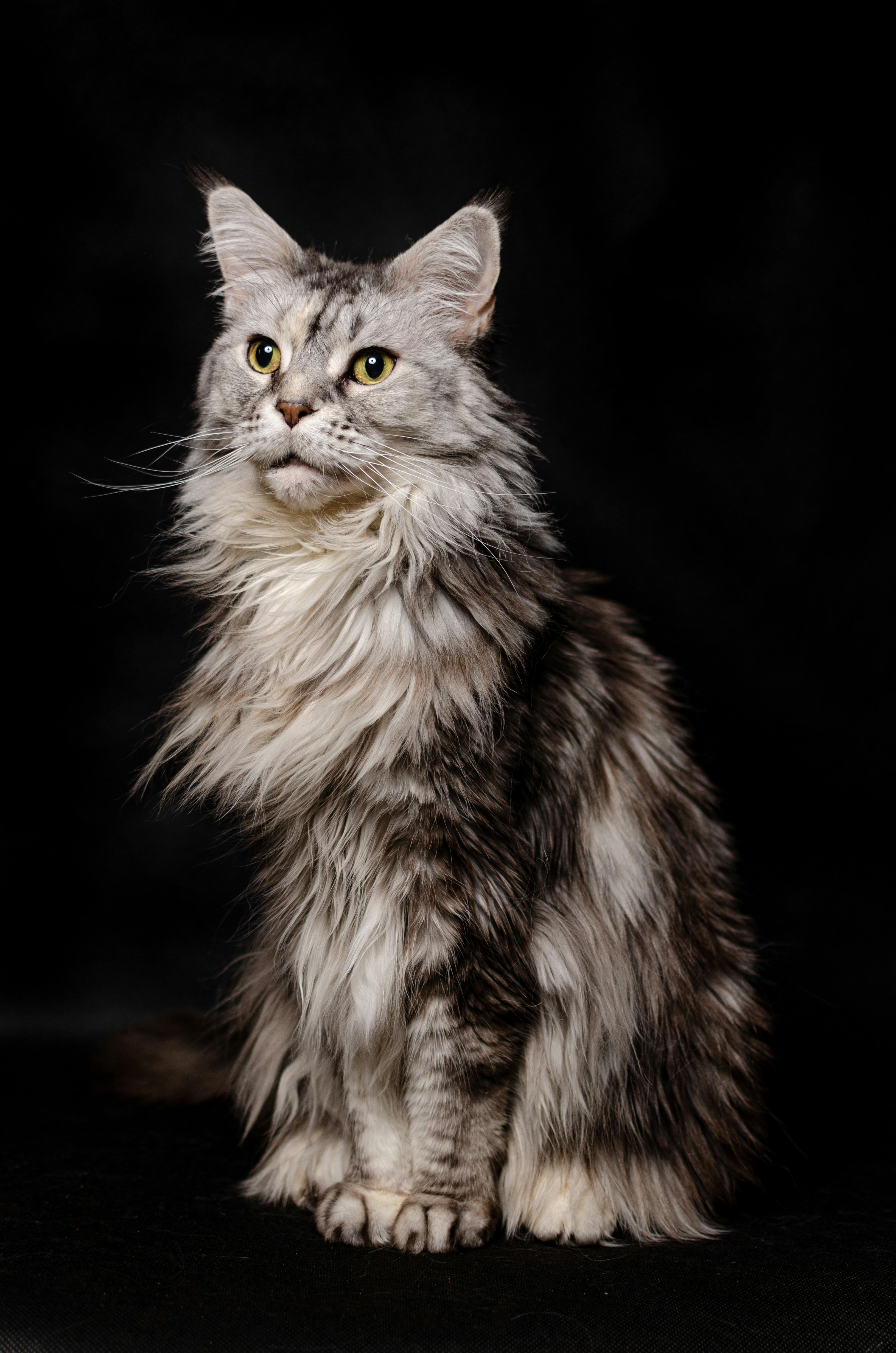 Close-Up Shot of a Furry Cat · Free Stock Photo