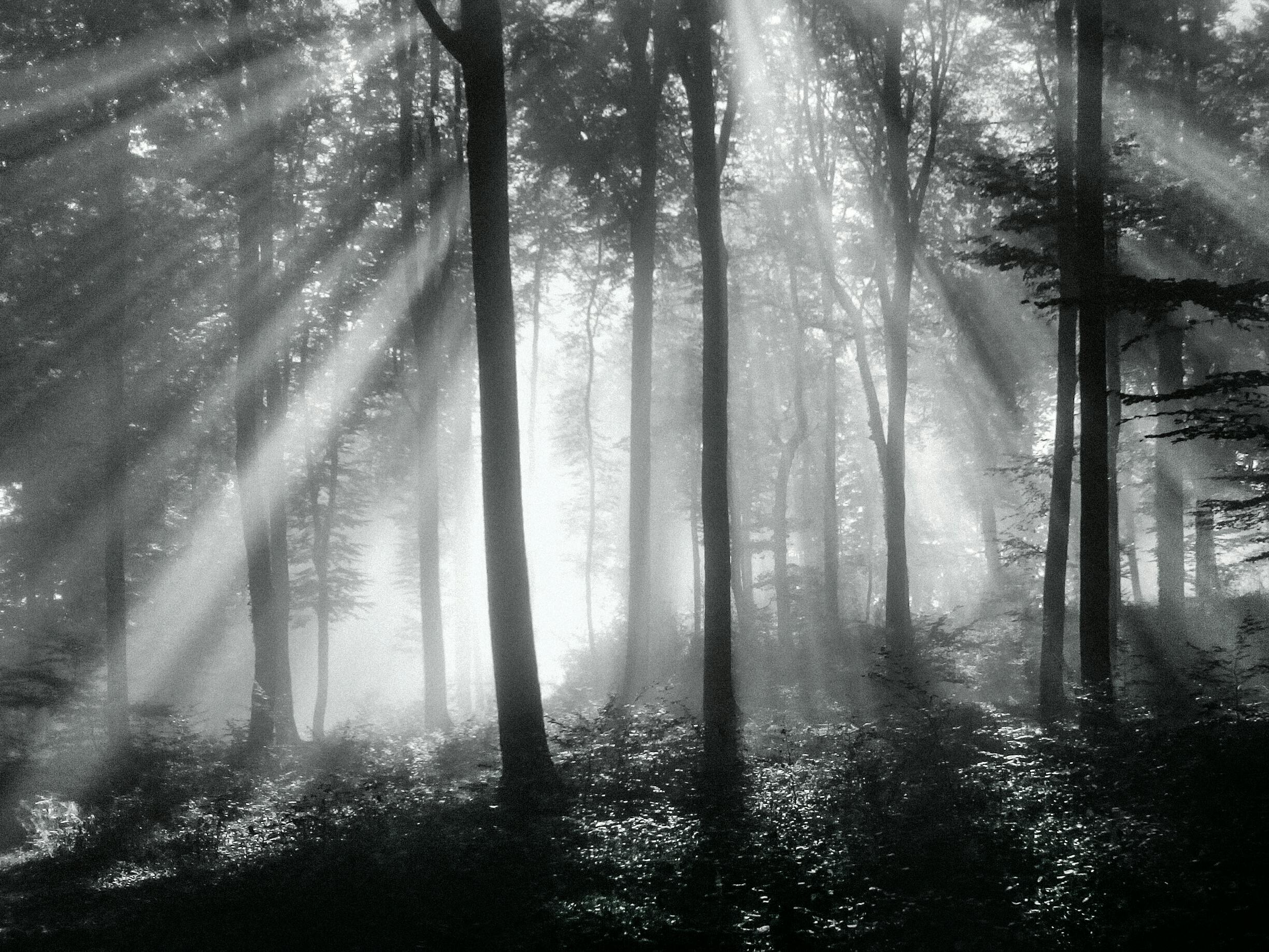 Grayscale Photo of Forest With Fog · Free Stock Photo