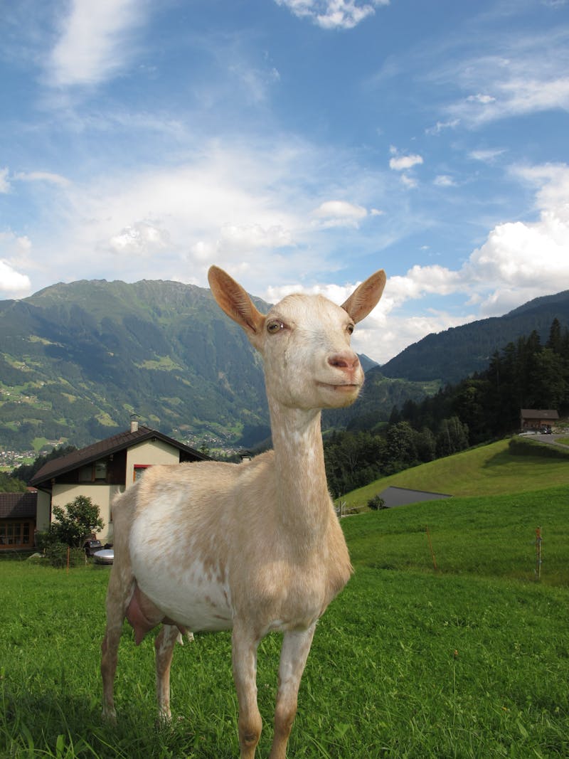 Goat Photos, Download The BEST Free Goat Stock Photos & HD Images