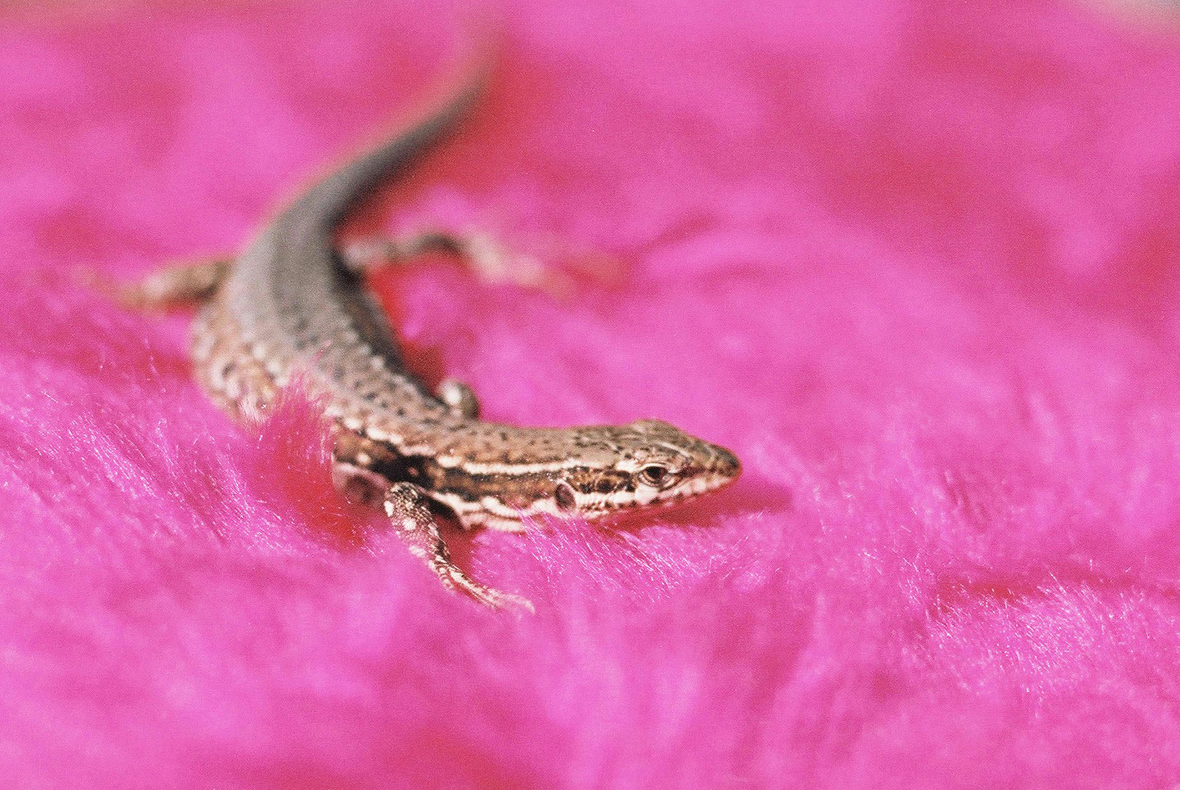 Brown Lizard on Pink Surface · Free Stock Photo
