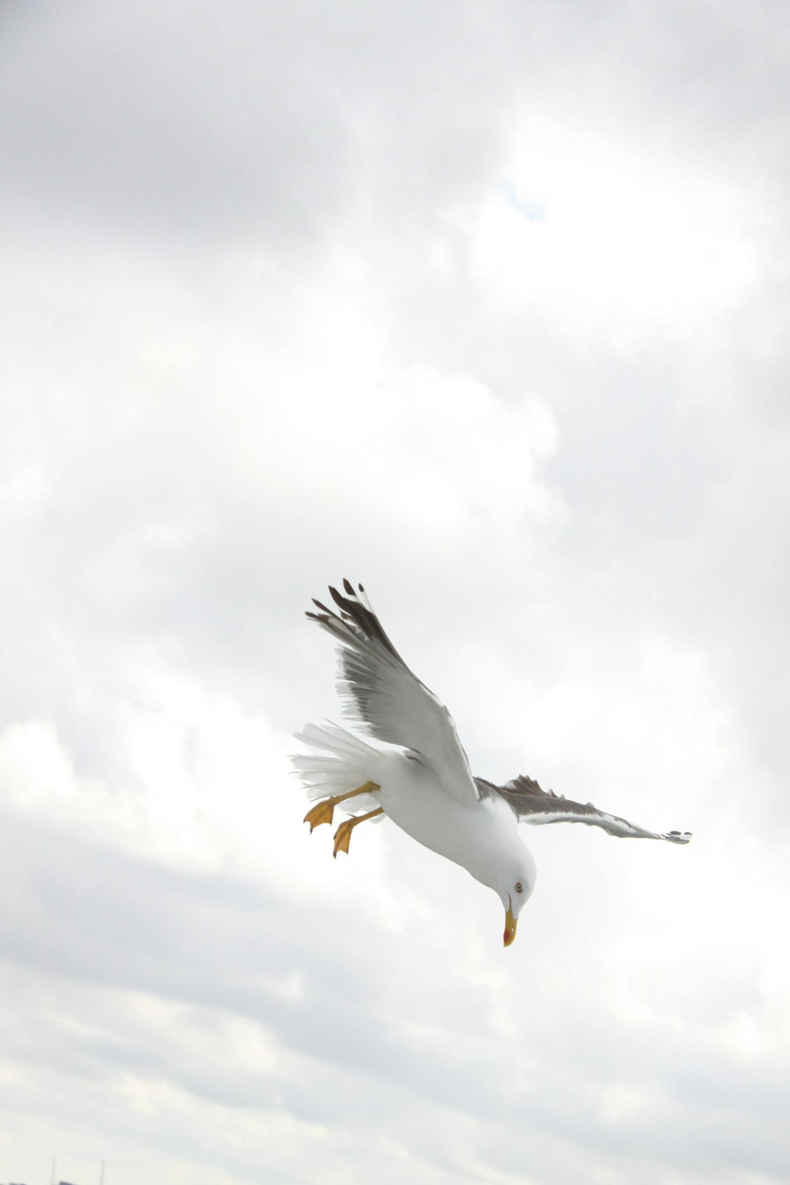 Seagull Photos, Download The BEST Free Seagull Stock Photos & HD Images